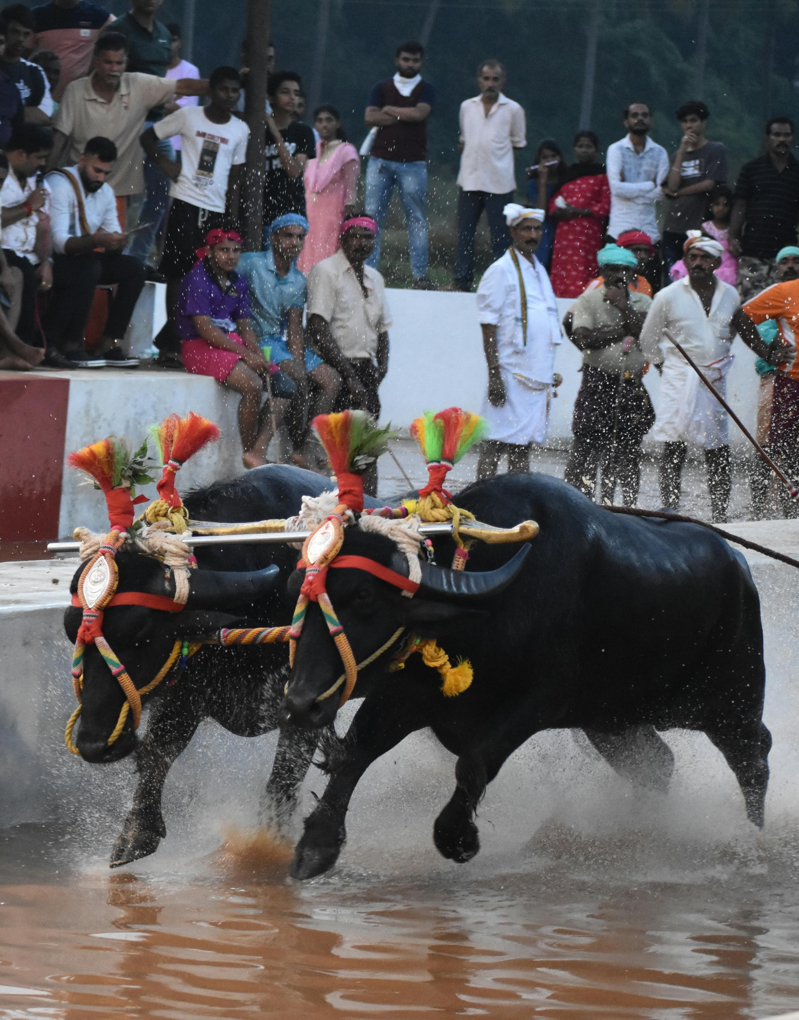 Buffalo Race at Kambala Festival in India · Free Stock Photo
