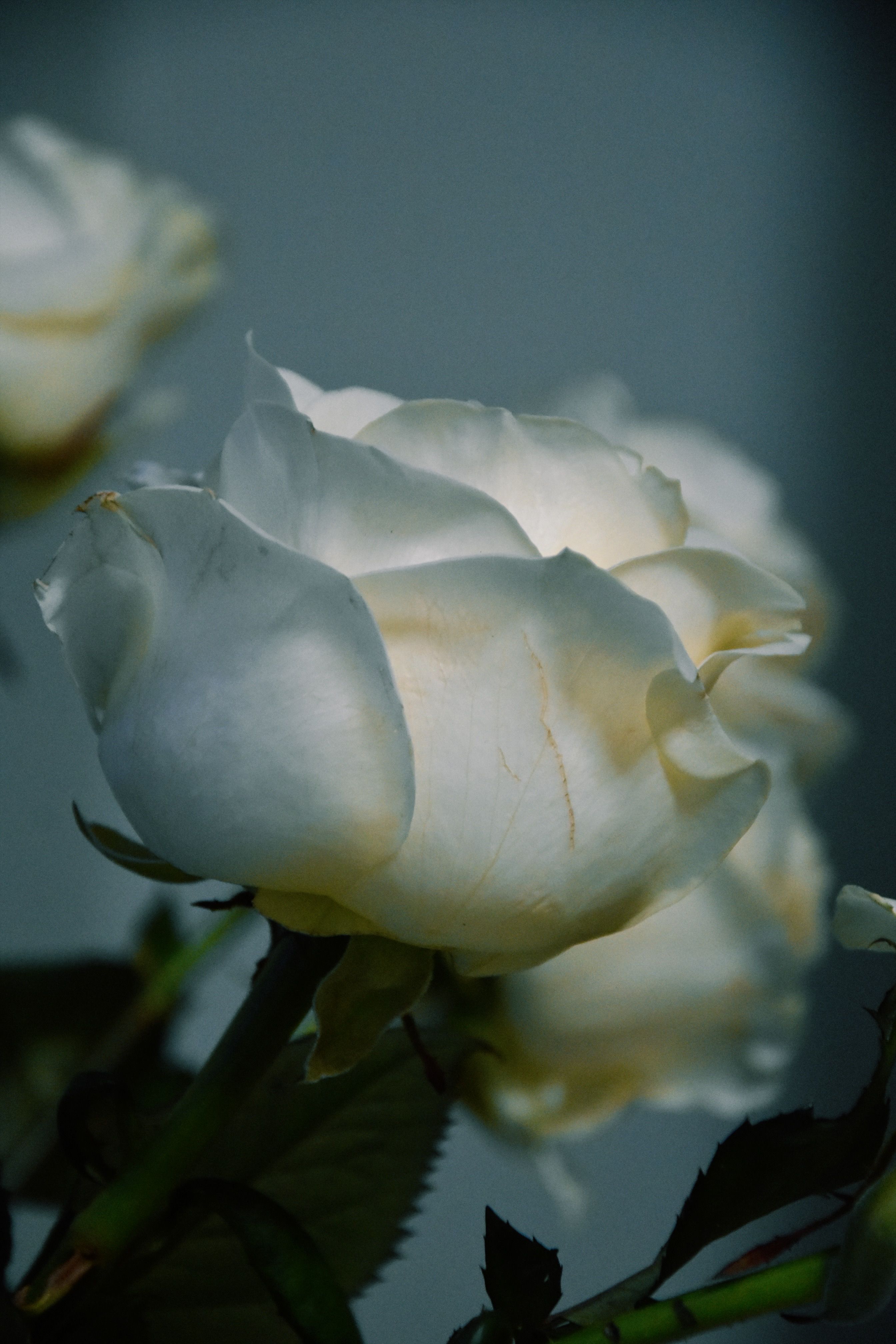 Close Up of Delicate Rose Flower · Free Stock Photo