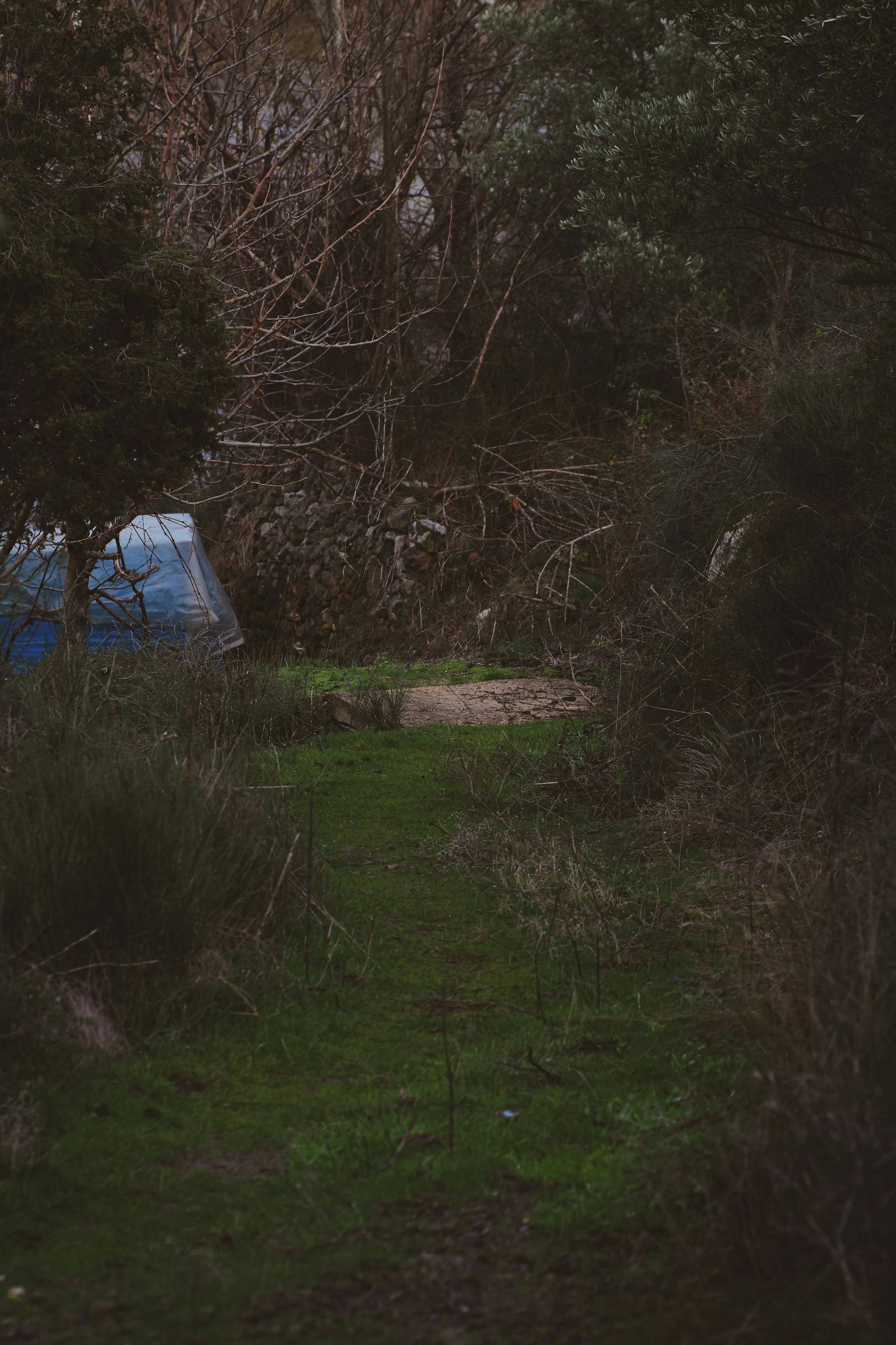 Grass Path Between Trees · Free Stock Photo