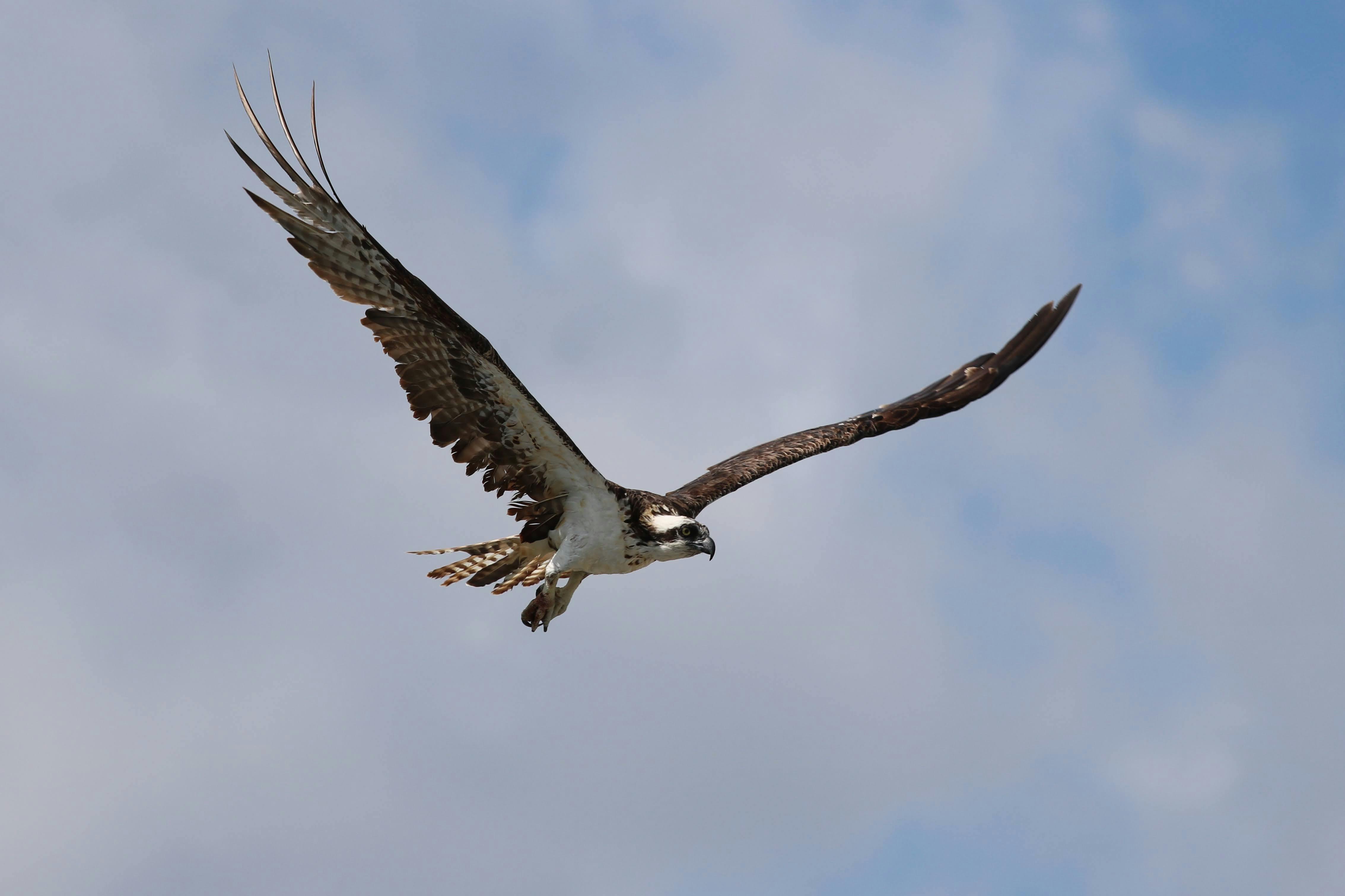 Photo of a Red Kite Bird Flying in the Sky · Free Stock Photo