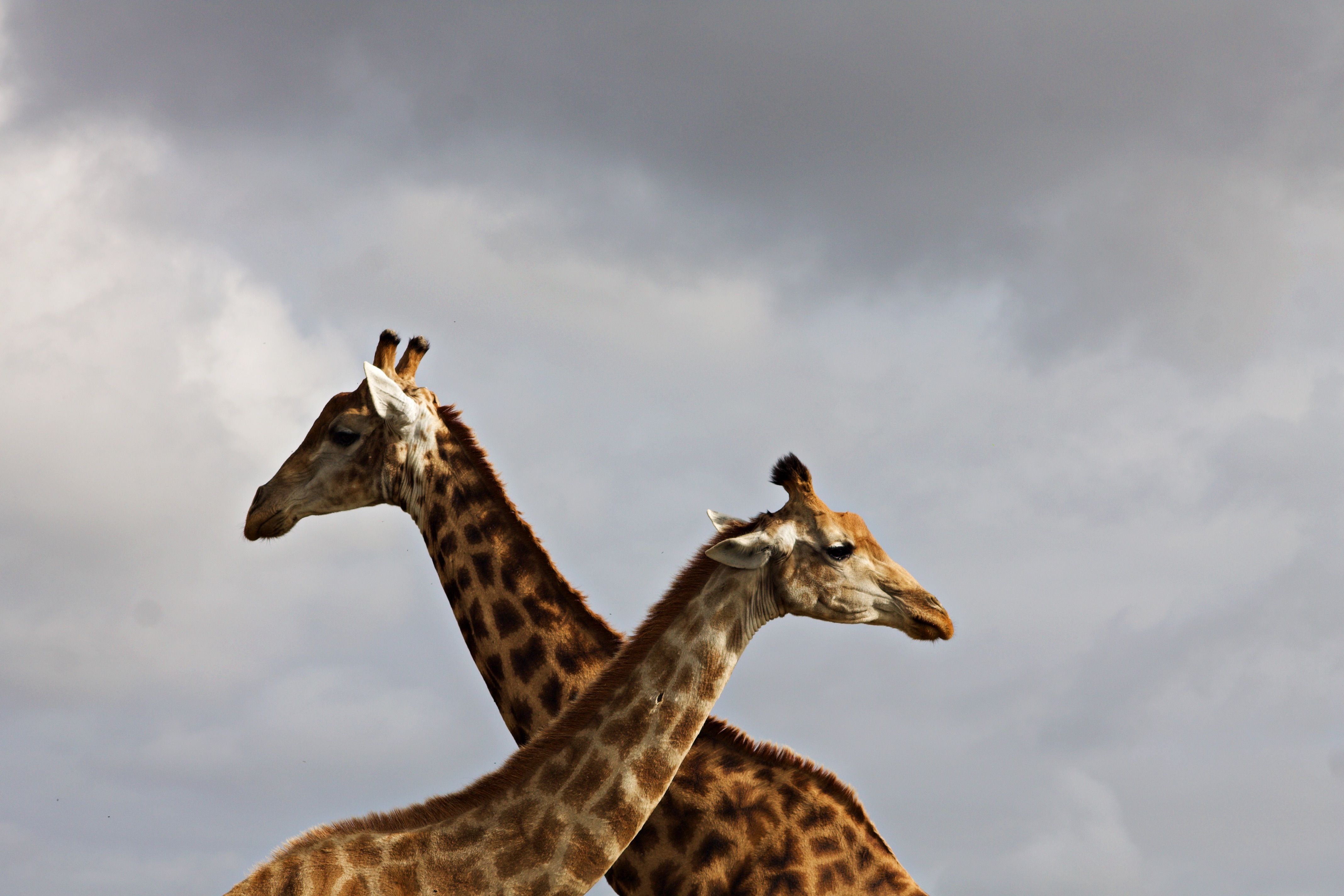 Giraffes Passing by each other and Crossing their Necks · Free Stock Photo