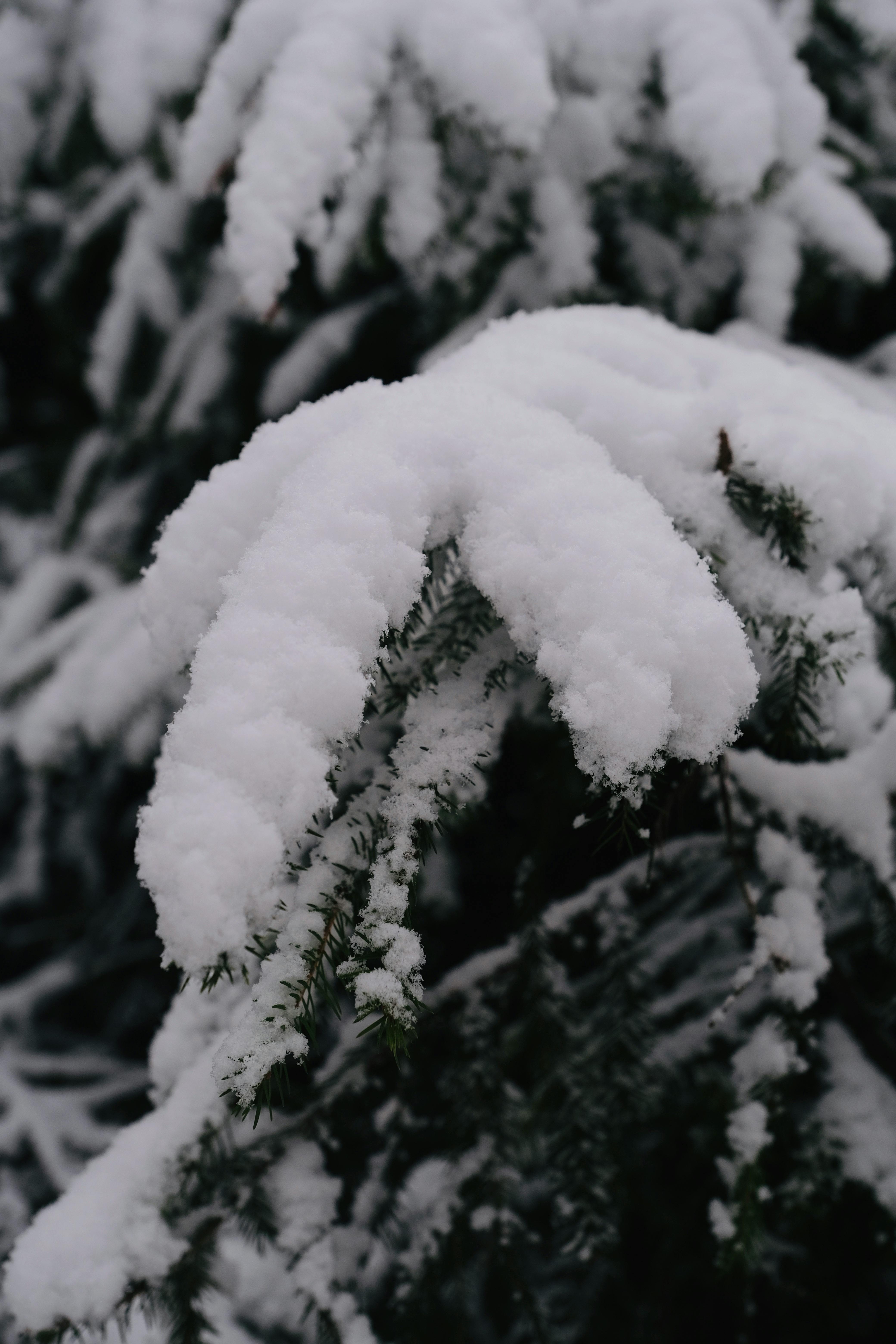 Pine Number Photos, Download The BEST Free Pine Number Stock Photos ...