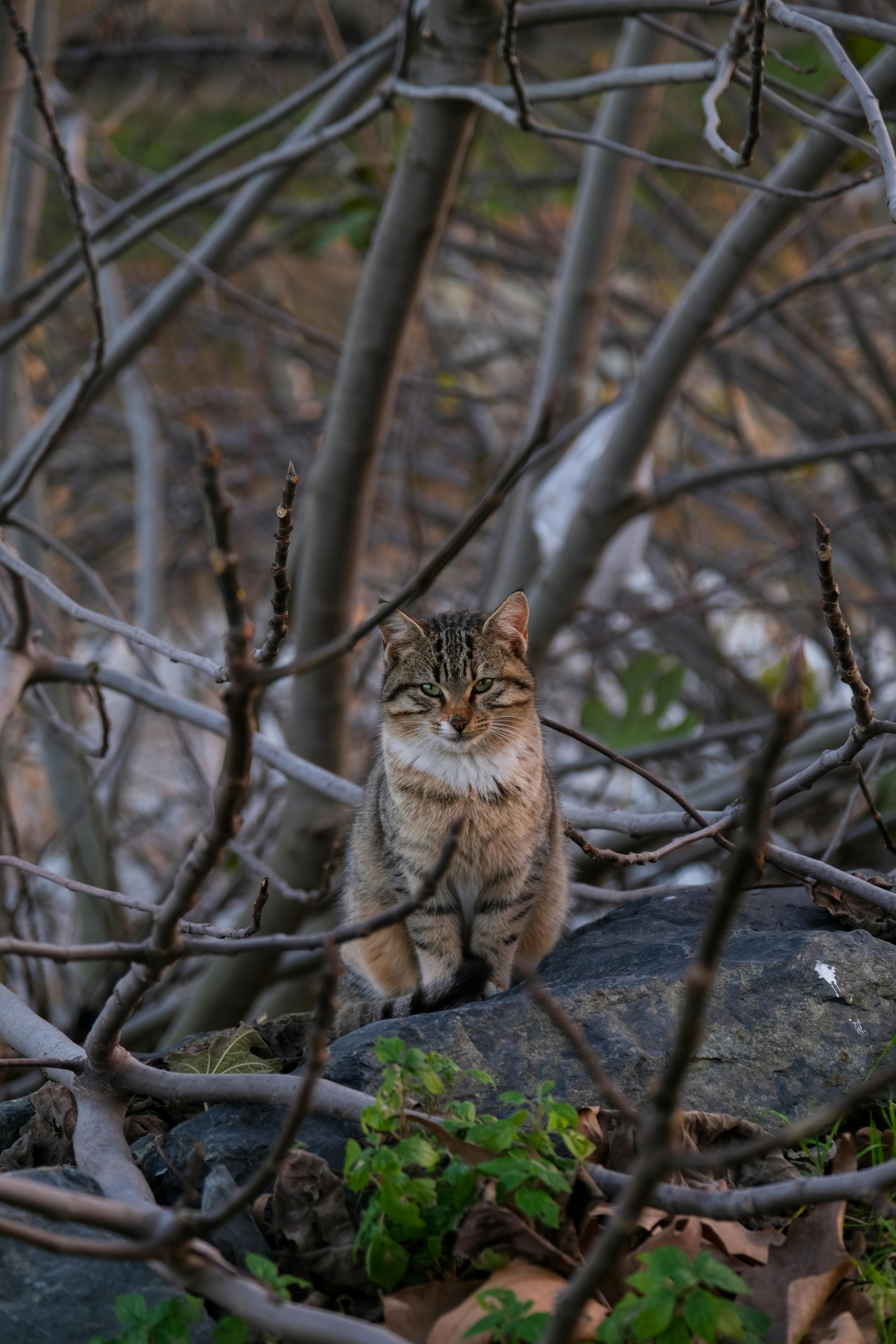 Cat Sitting between Branches · Free Stock Photo