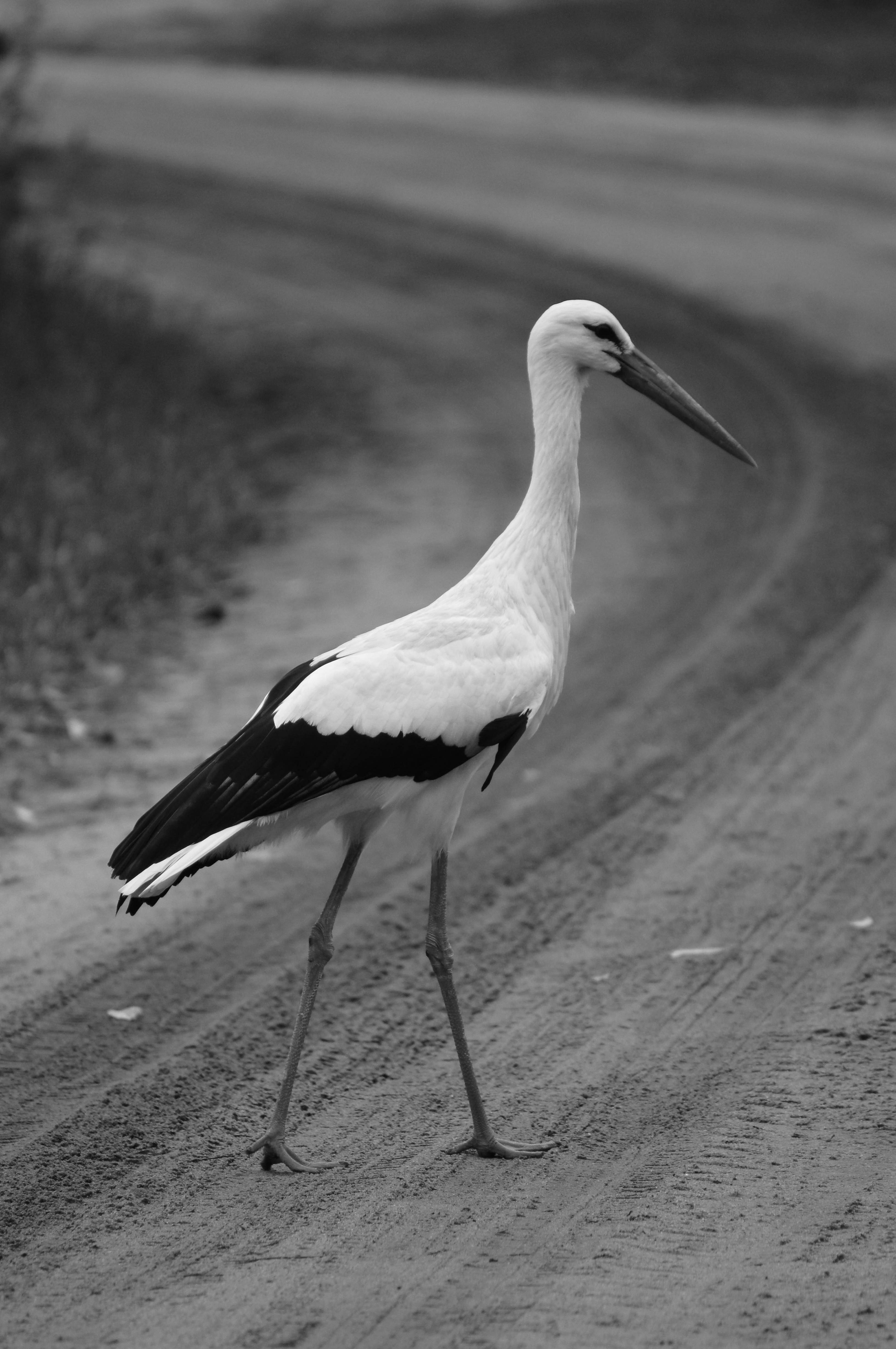 A black and white photo of a stork walking on a road · Free Stock Photo