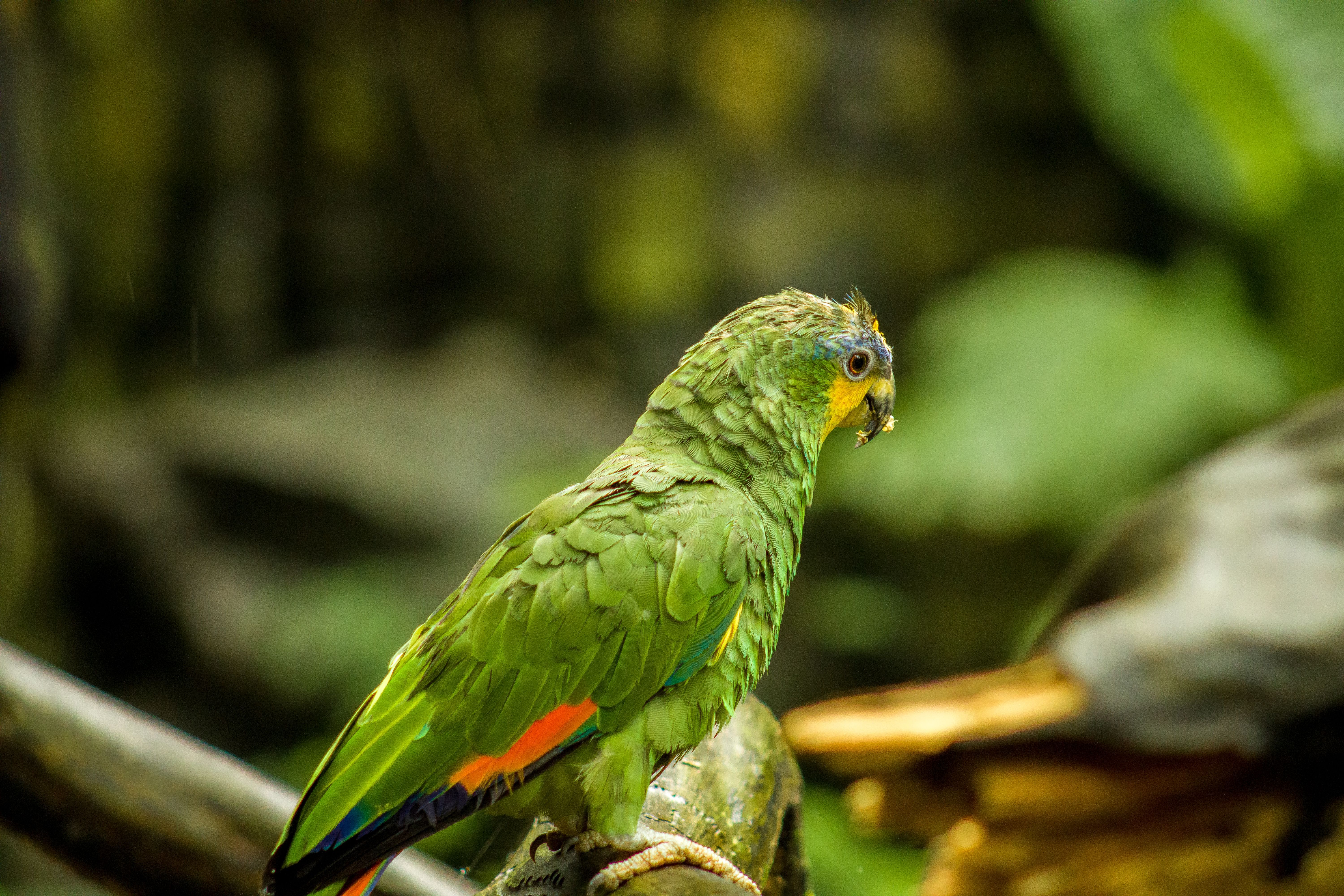 Blue Fronted Amazon Parrot Perching on Branch · Free Stock Photo