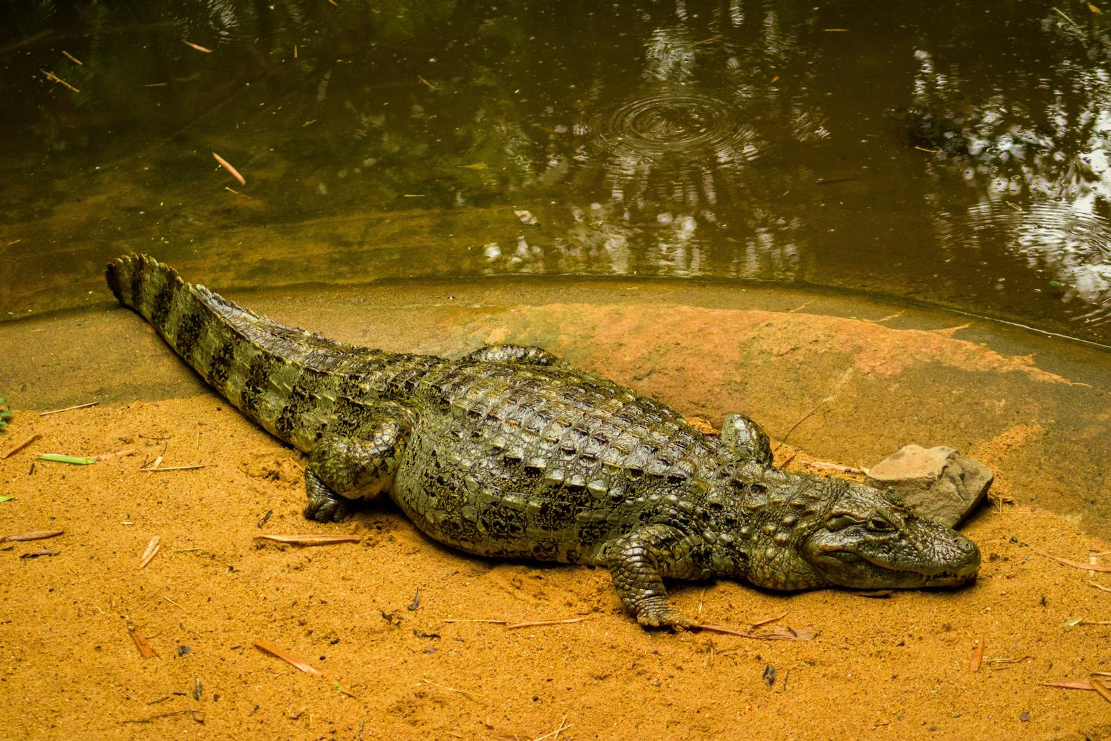 Caiman Photos, Download The BEST Free Caiman Stock Photos & HD Images