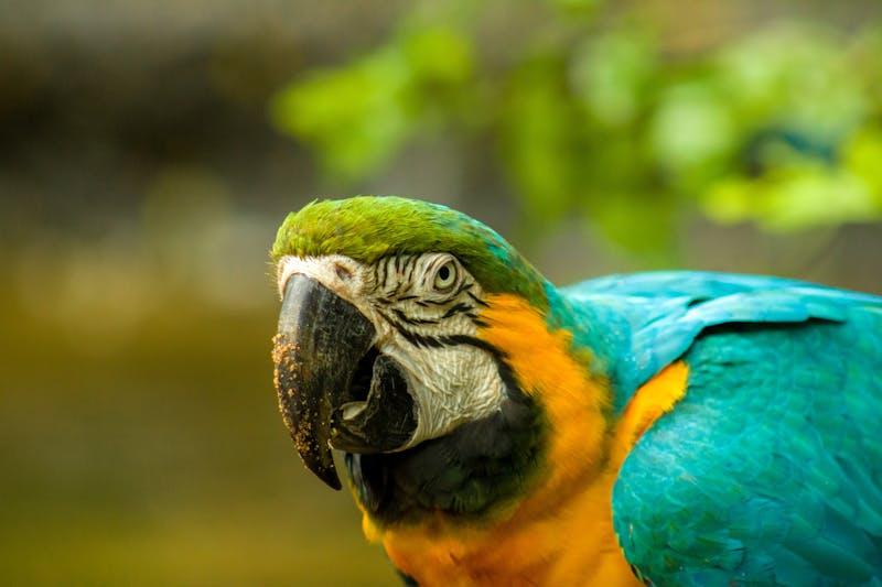 Ara Photos, Download The BEST Free Ara Stock Photos & HD Images