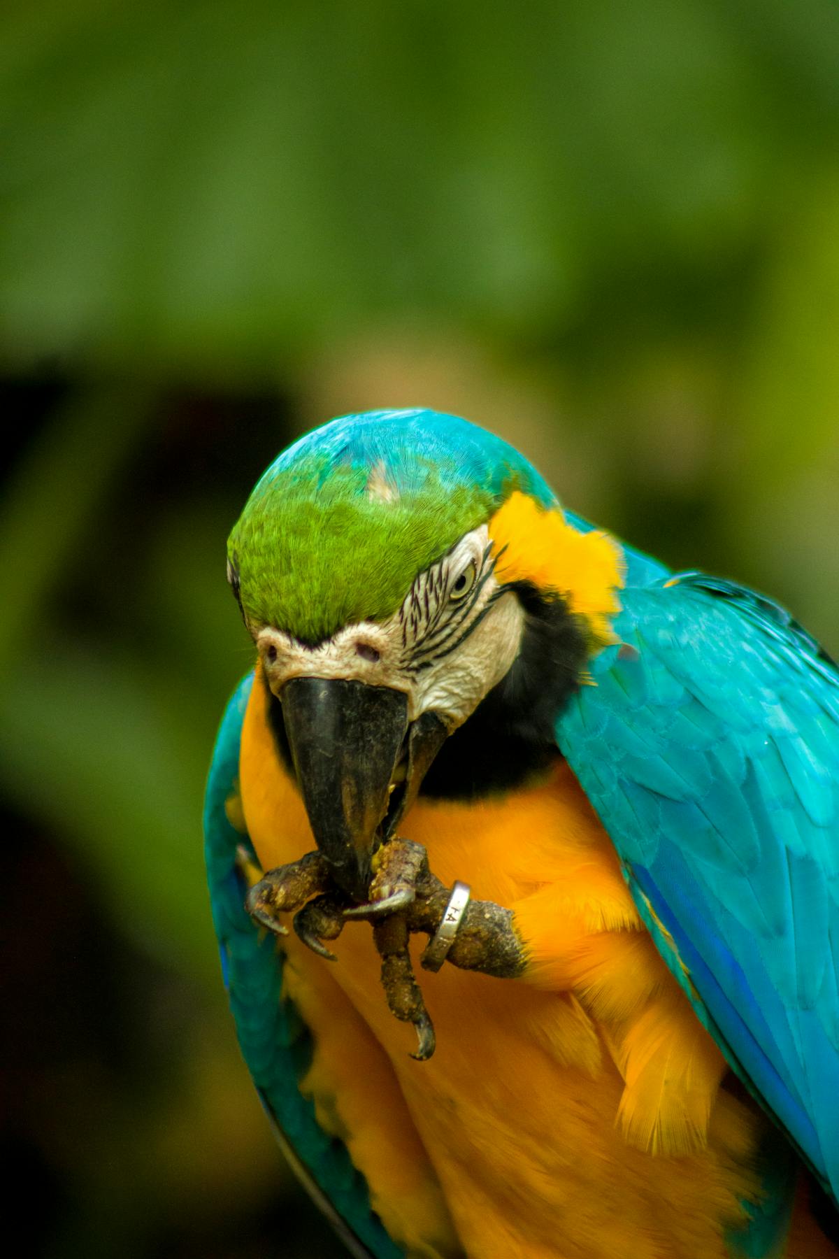 Ara Photos, Download The BEST Free Ara Stock Photos & HD Images