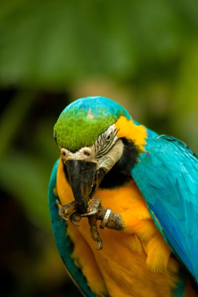 Ara Photos, Download The BEST Free Ara Stock Photos & HD Images