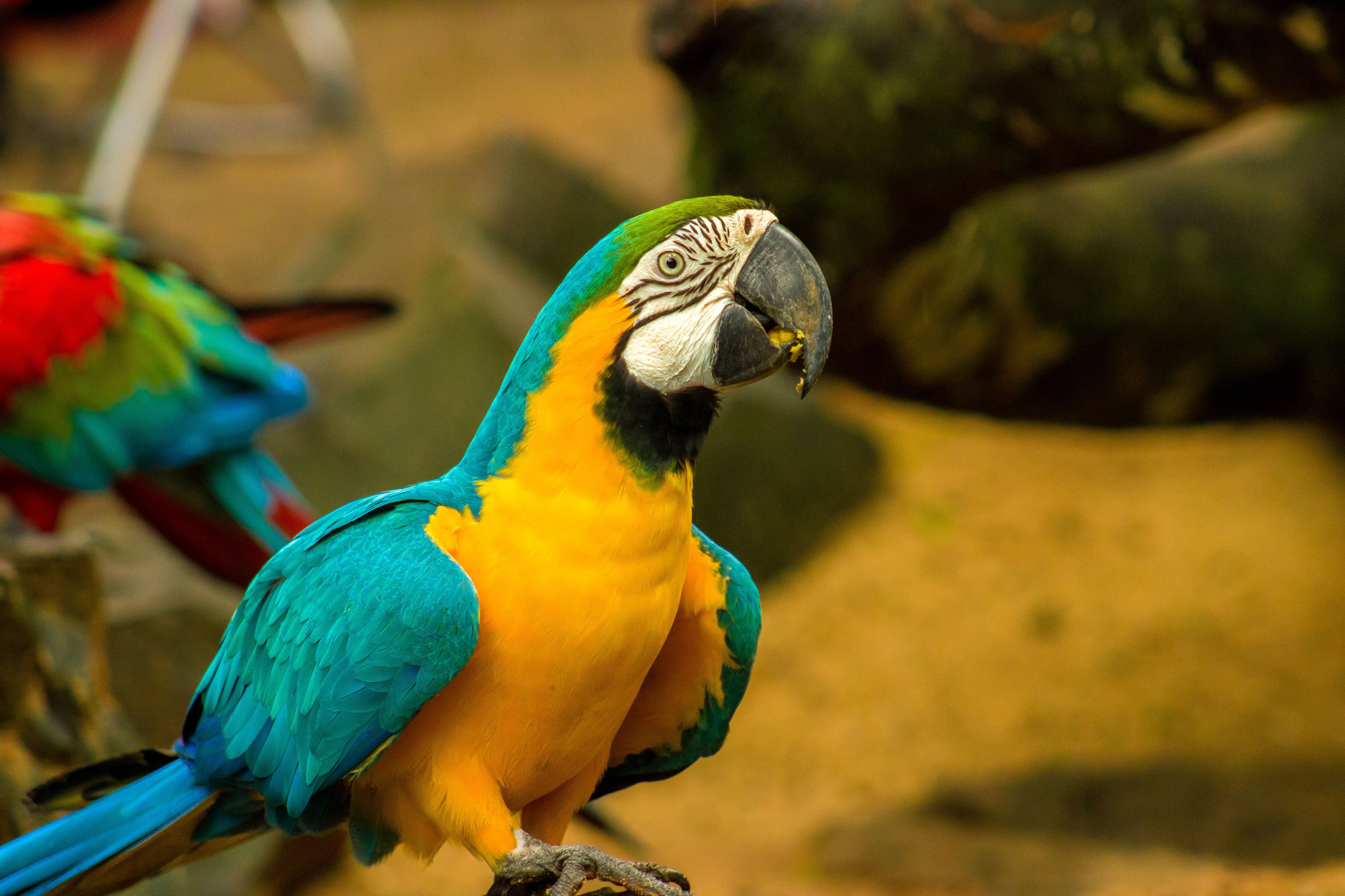Macaw Parrot Eating · Free Stock Photo