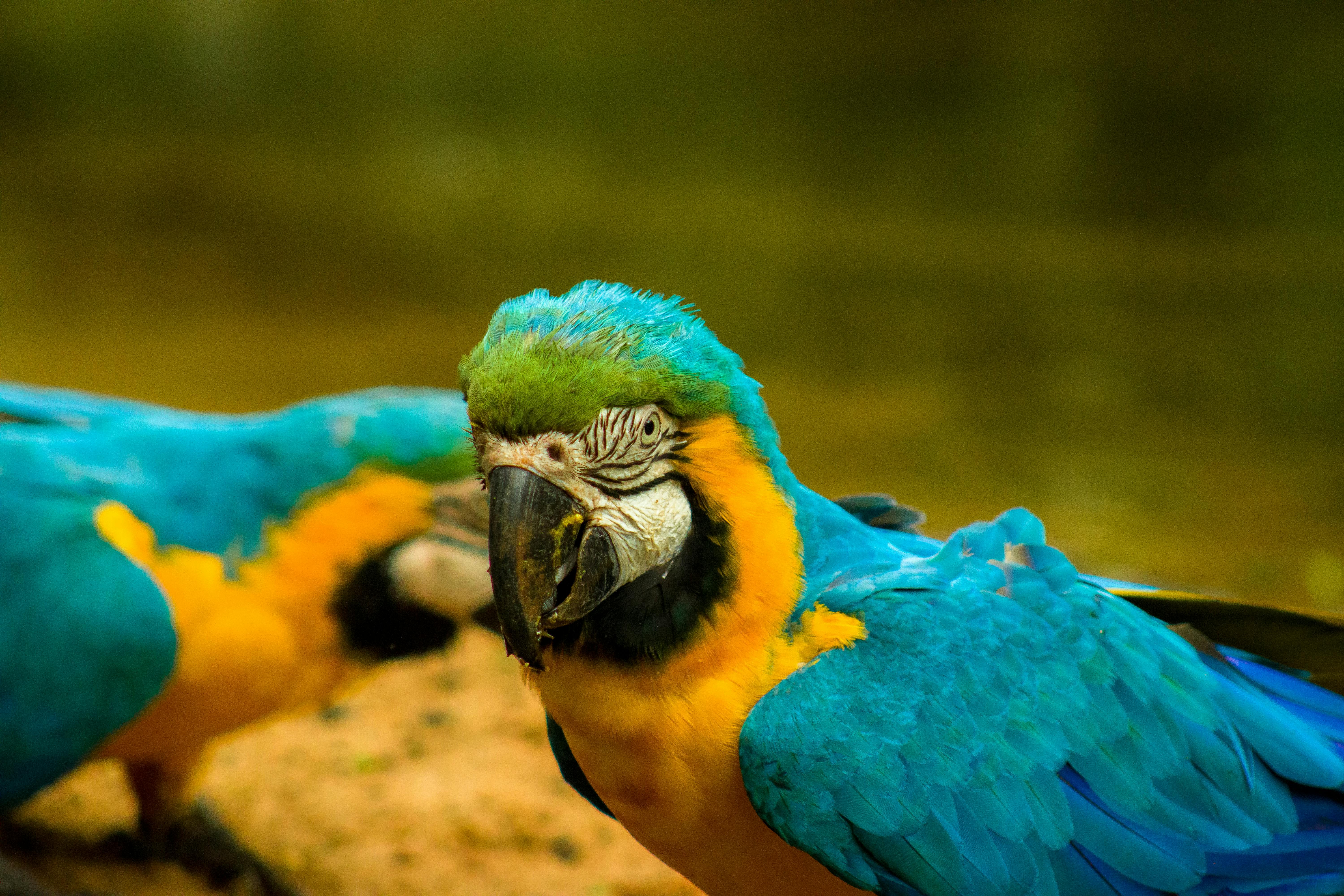 Two Macaws Parrots · Free Stock Photo
