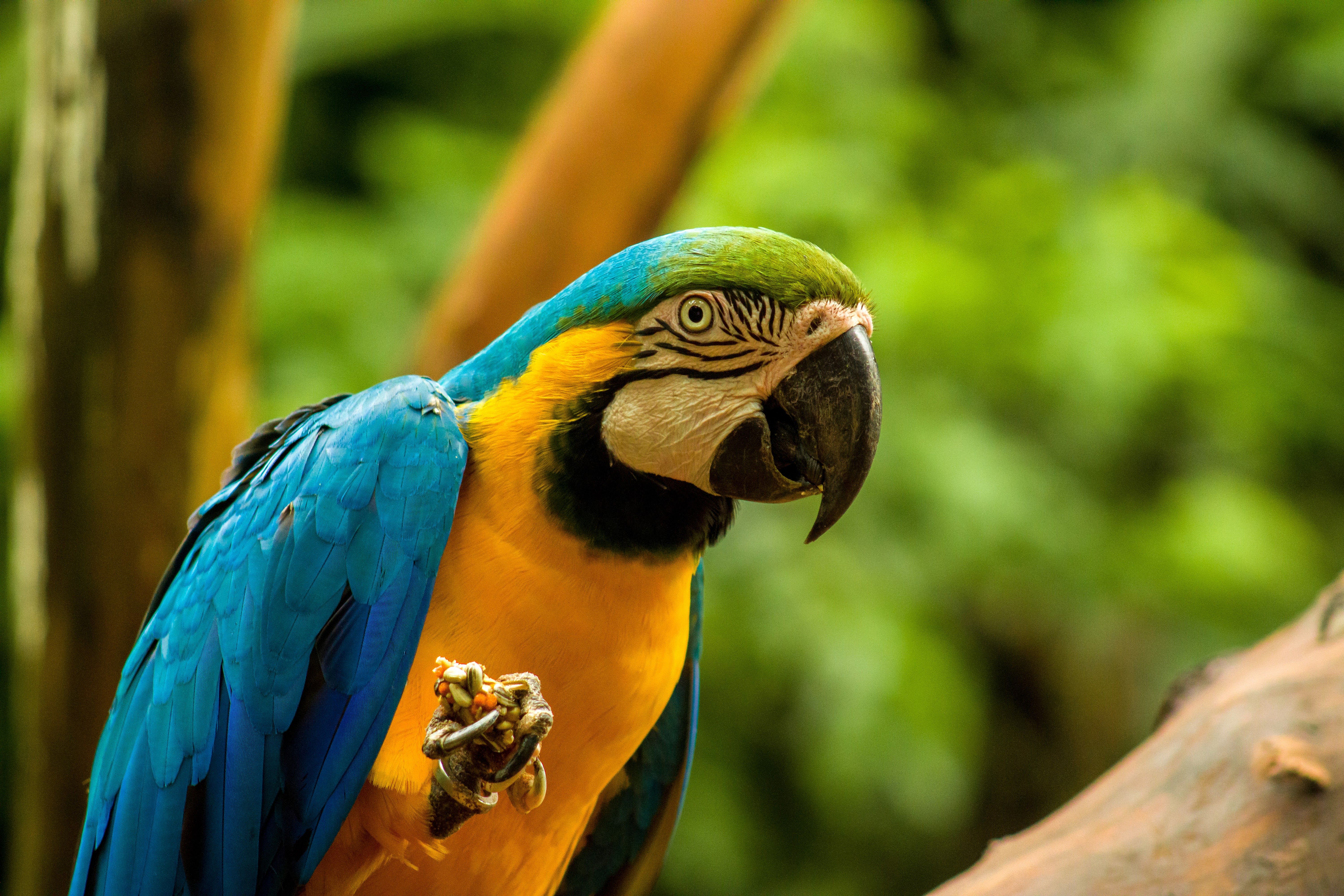 Macaw while Eating · Free Stock Photo