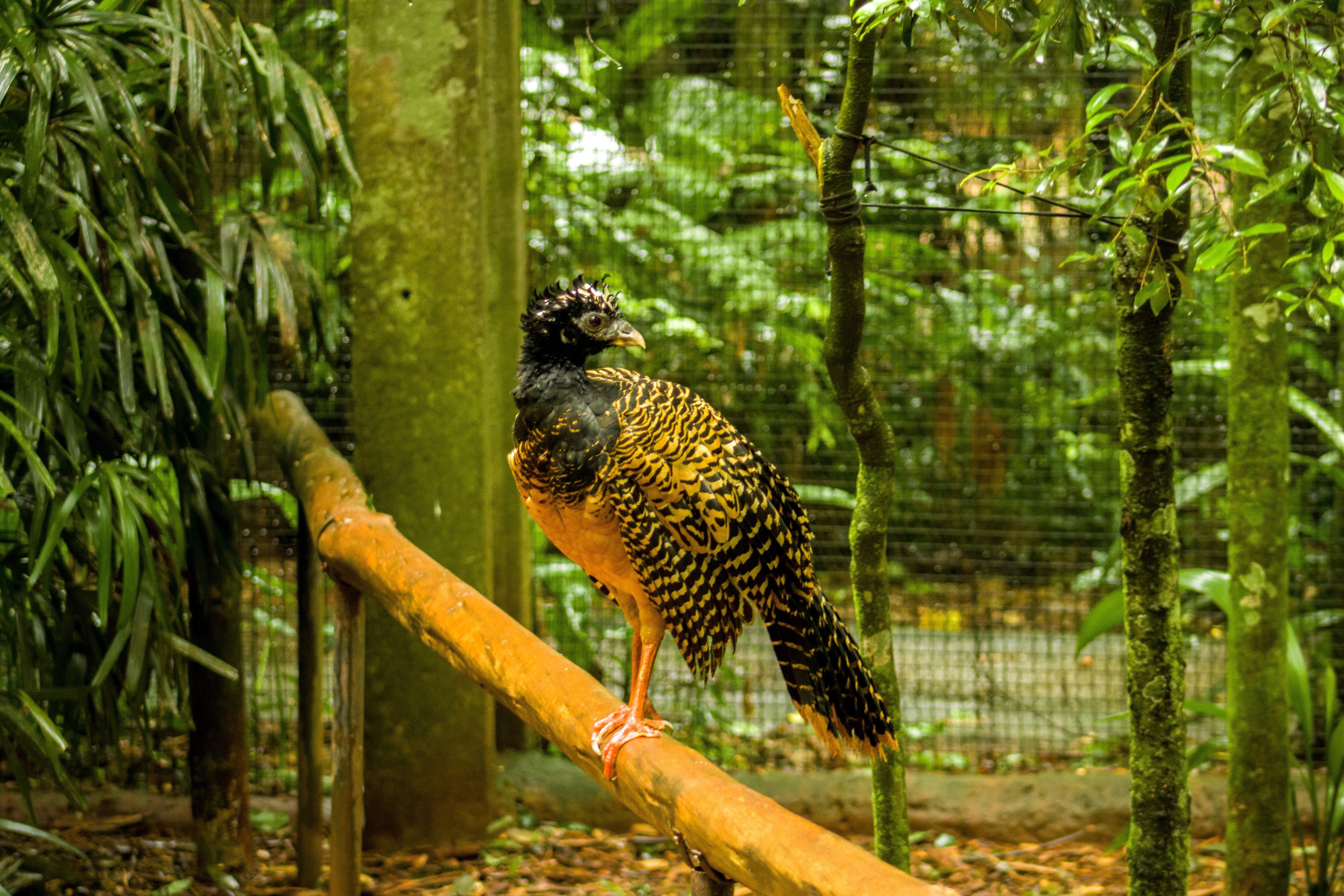 Bare Faced Curassow · Free Stock Photo