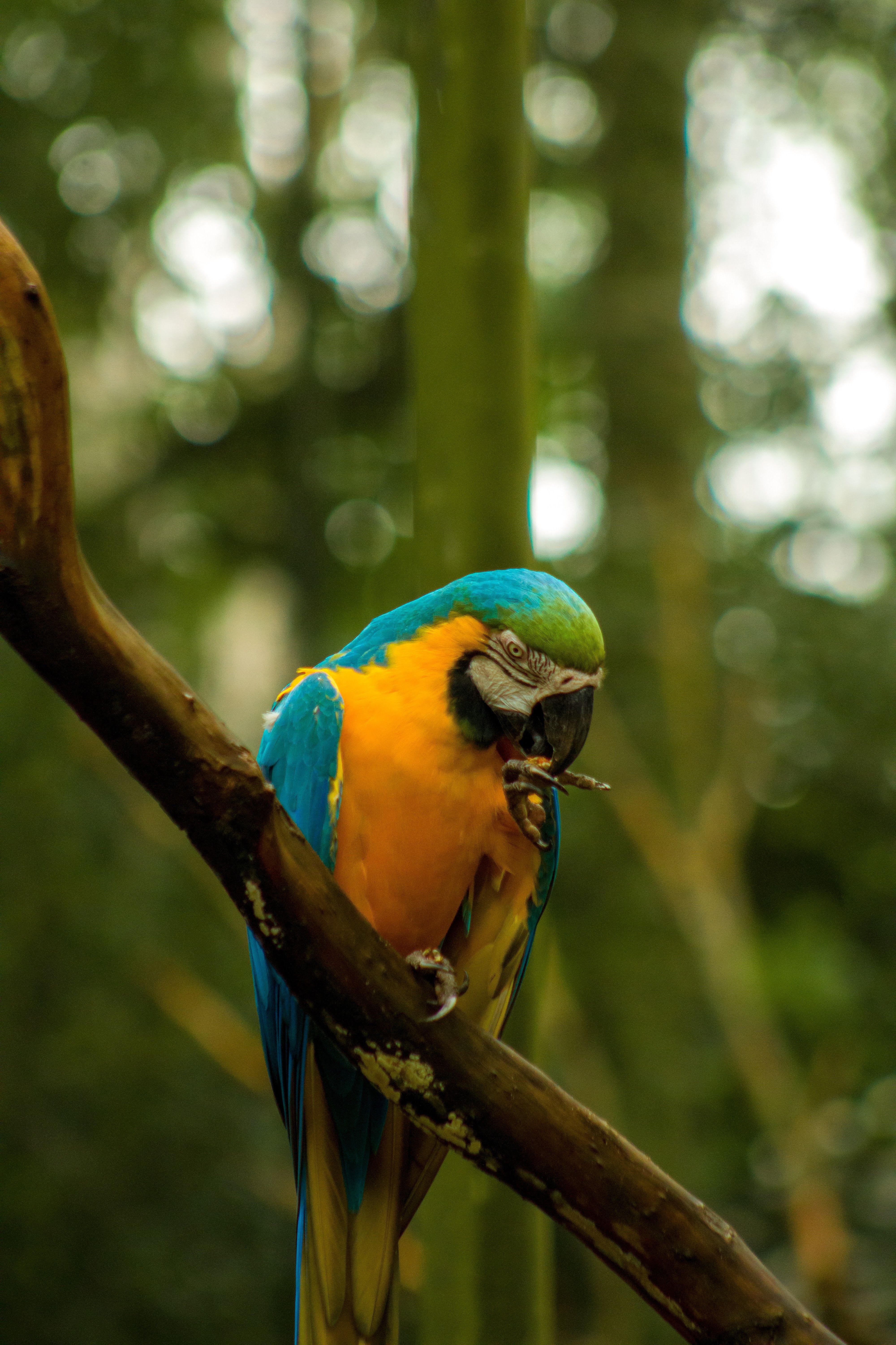 Macaw Parrot Perching on Branch · Free Stock Photo