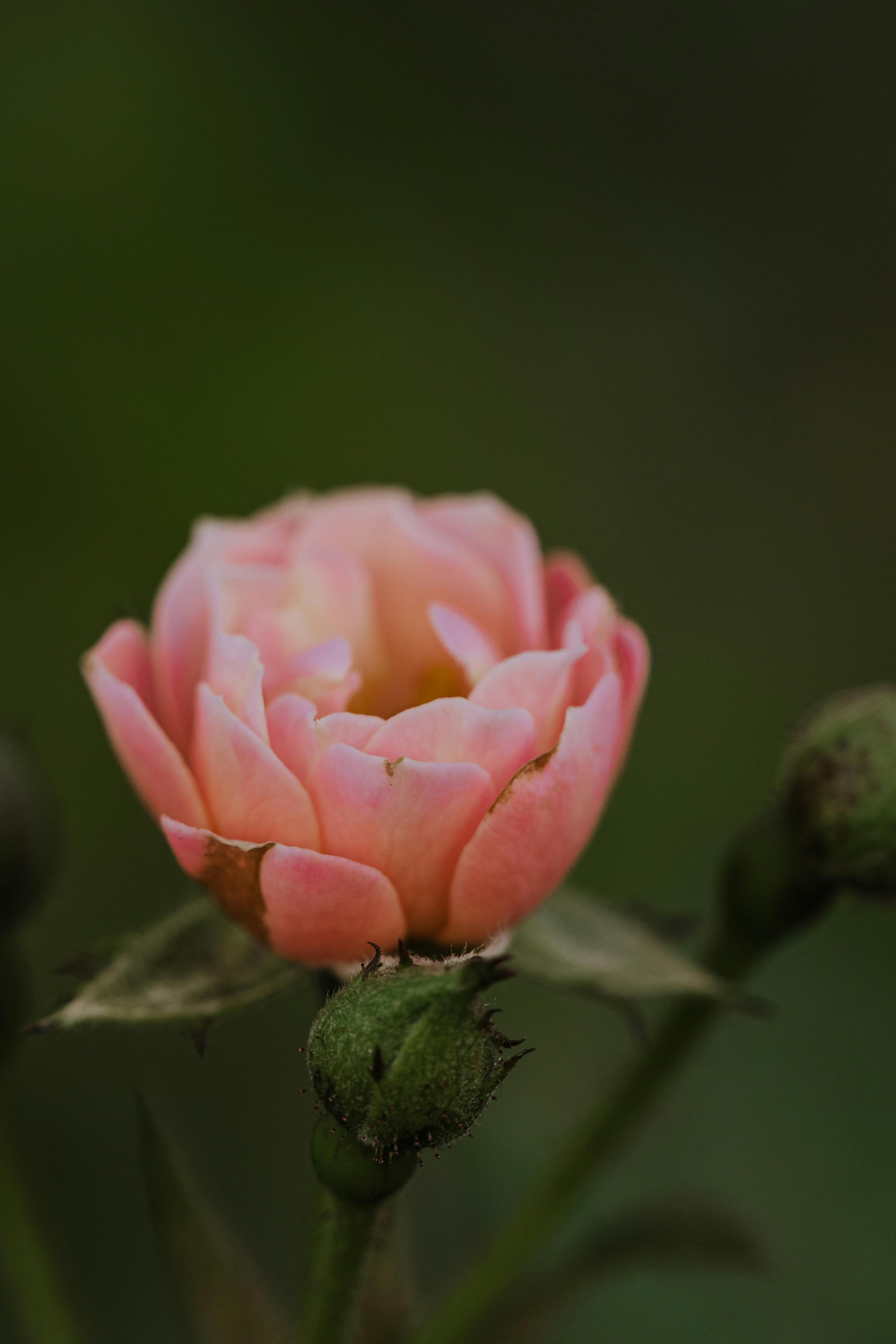 Fleur Photos, Download The BEST Free Fleur Stock Photos & HD Images