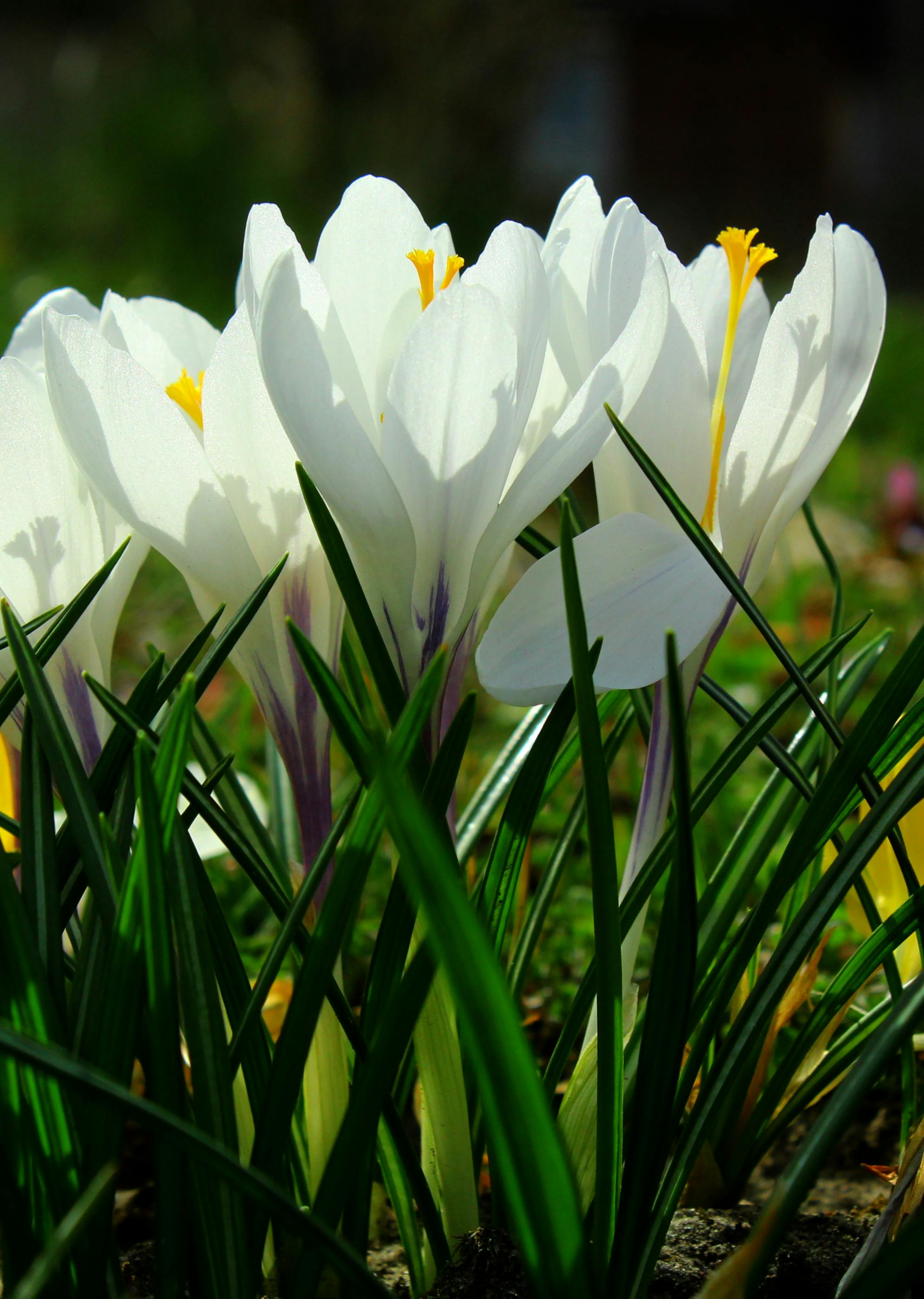 Welcome Spring Images Photos, Download The BEST Free Welcome Spring ...