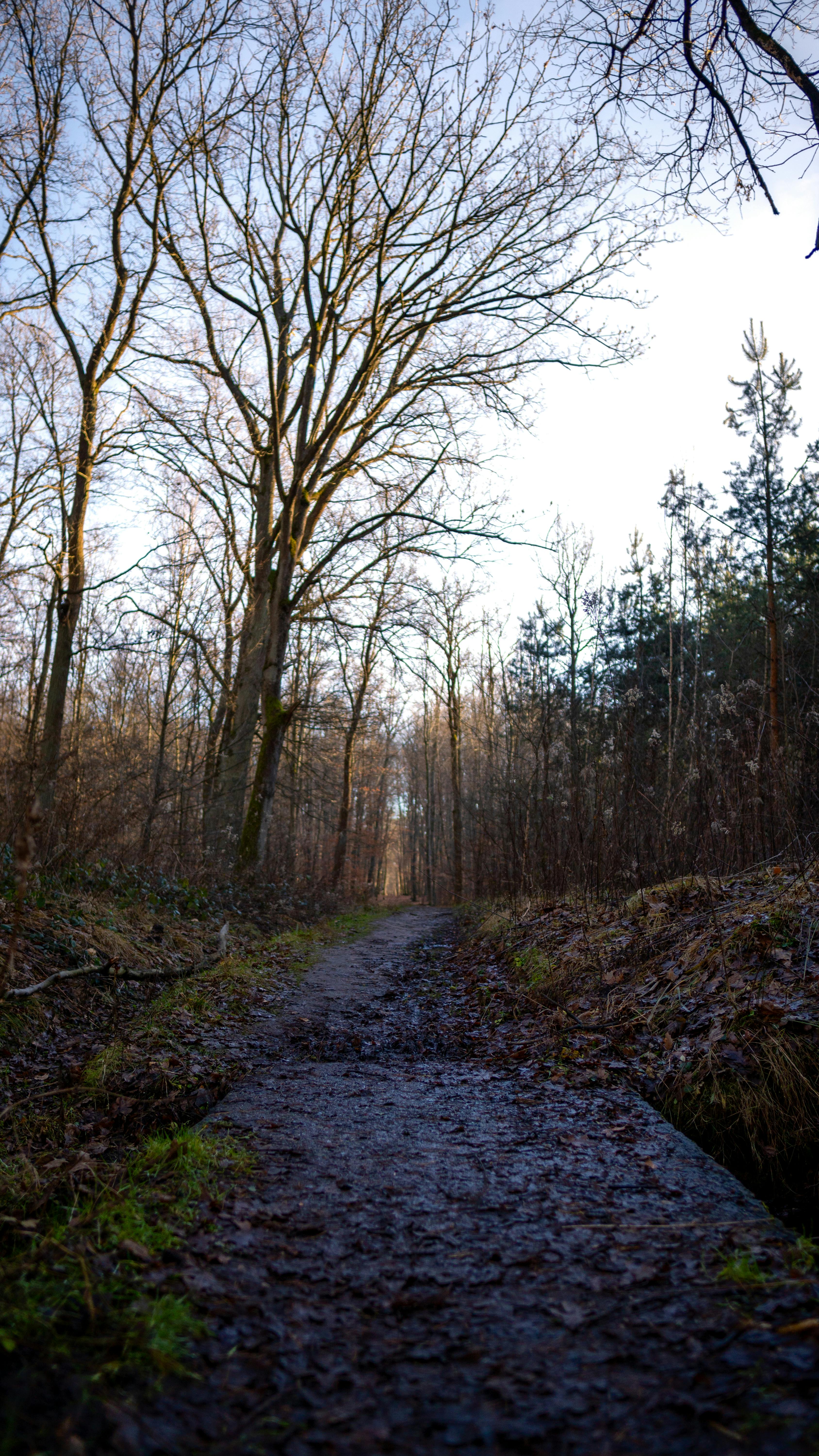 A path in the woods with bare trees · Free Stock Photo