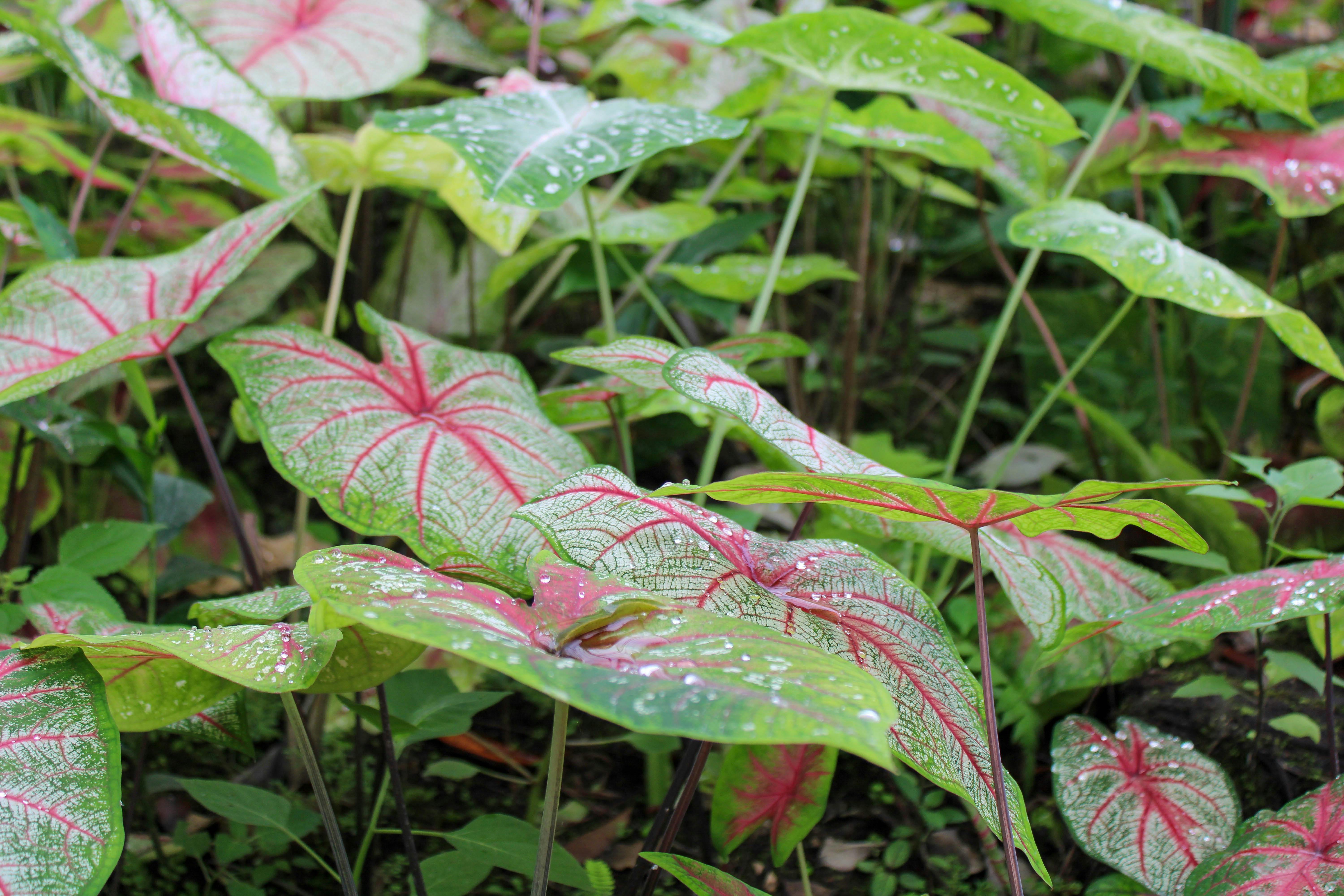 Red and Green Caladium Leaves · Free Stock Photo