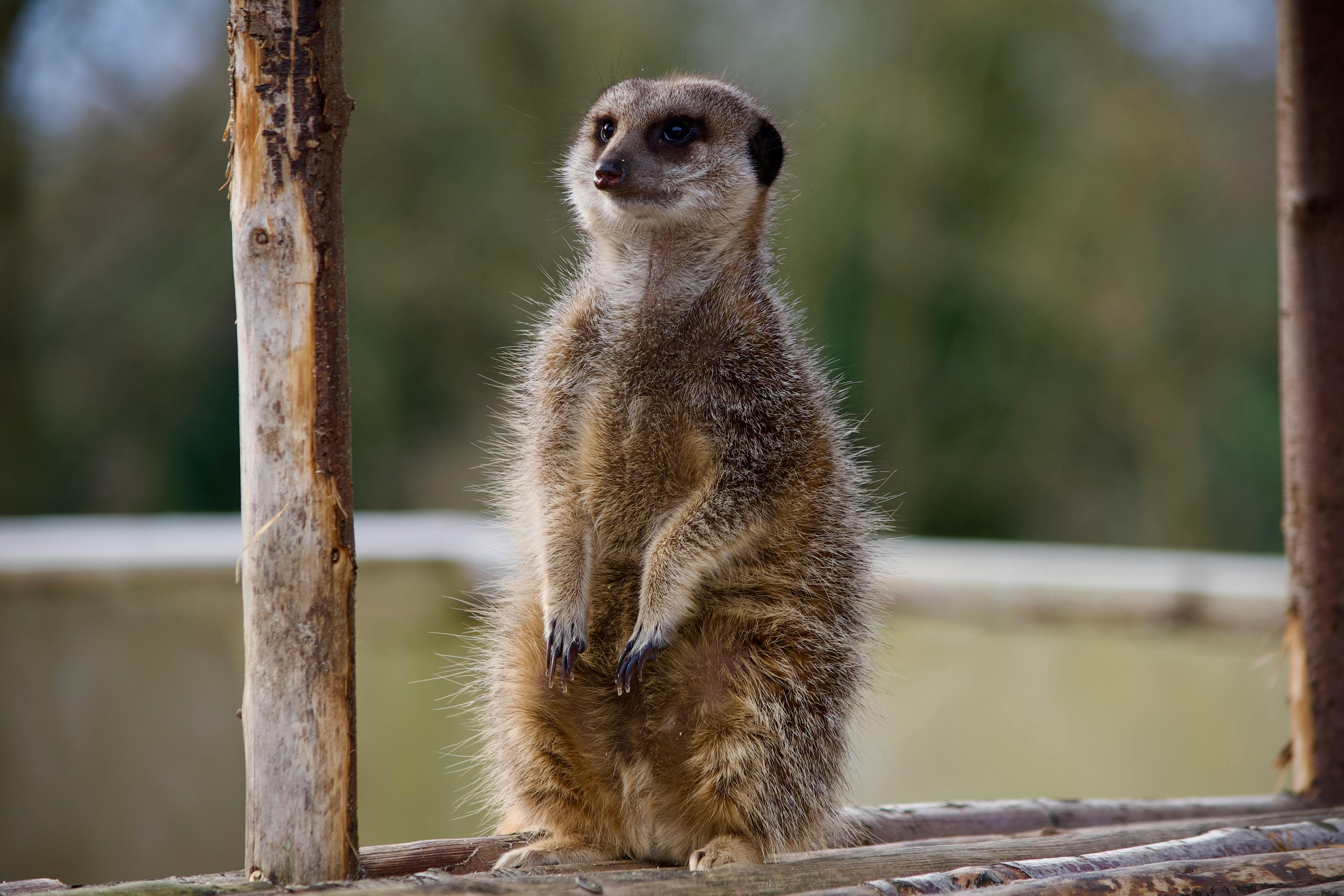 Zoo Domo Photos, Download The BEST Free Zoo Domo Stock Photos & HD Images