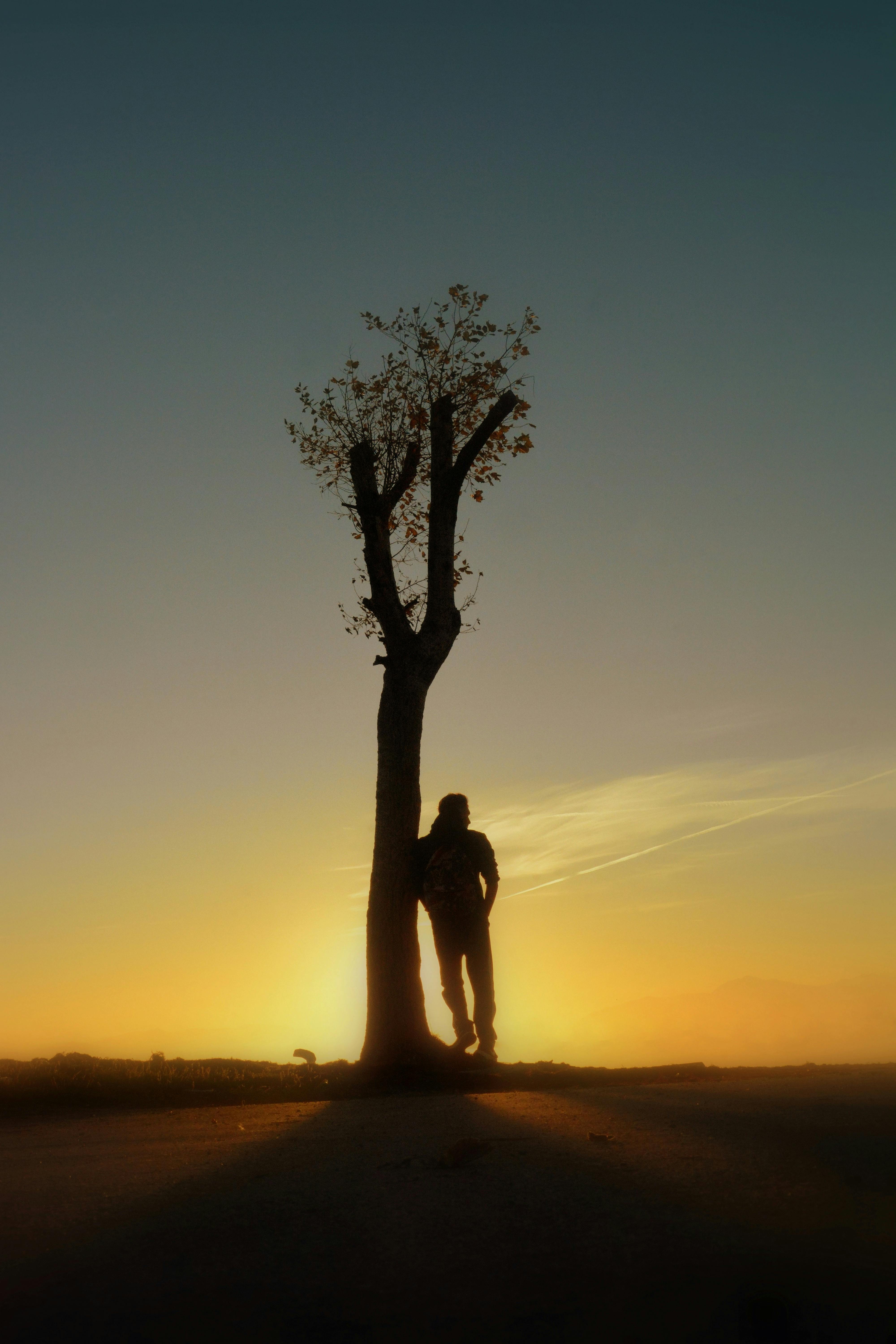 Autam Tree Photos, Download The BEST Free Autam Tree Stock Photos & HD ...