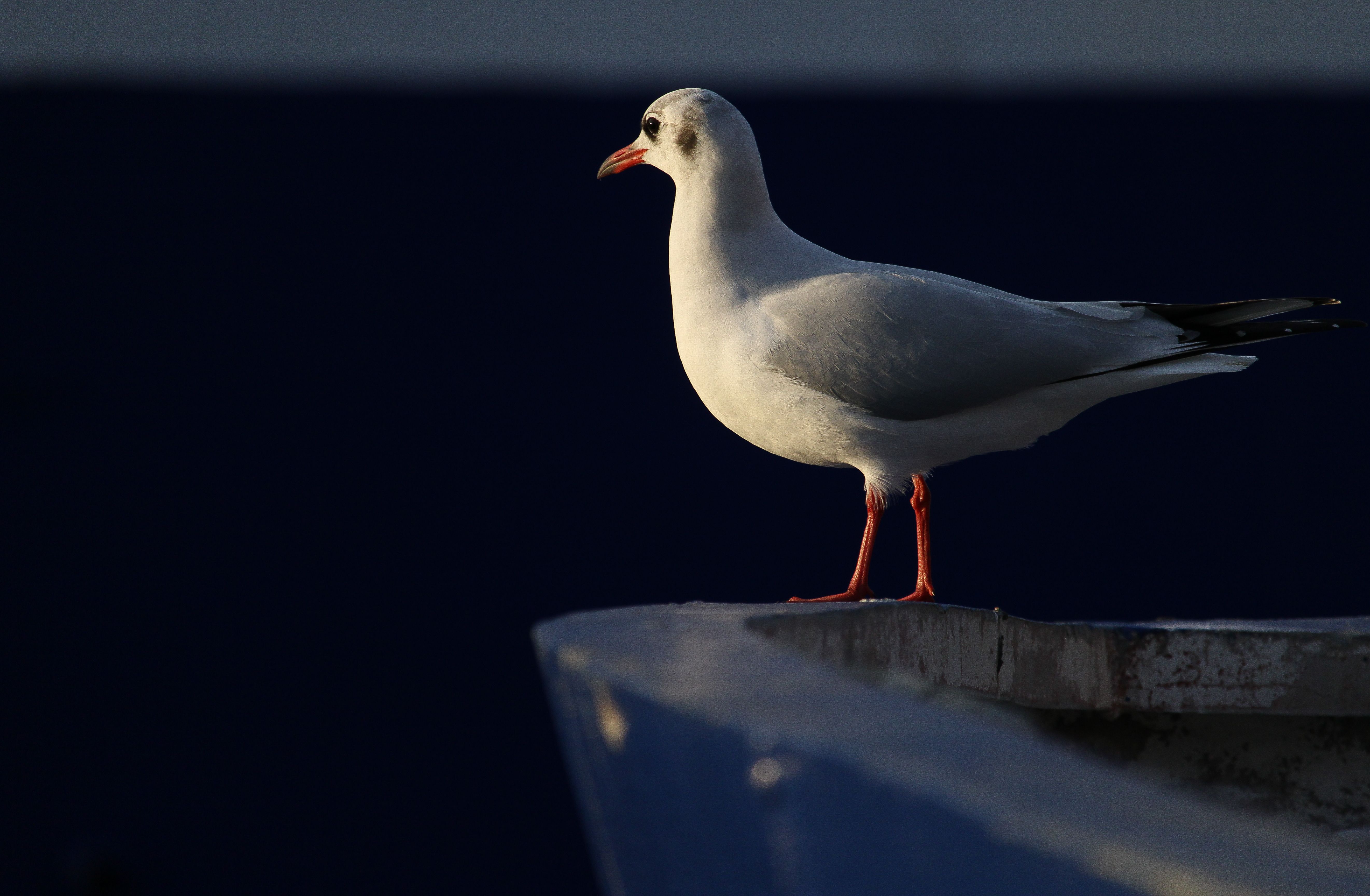 Bird Flyer Photos, Download The BEST Free Bird Flyer Stock Photos & HD ...