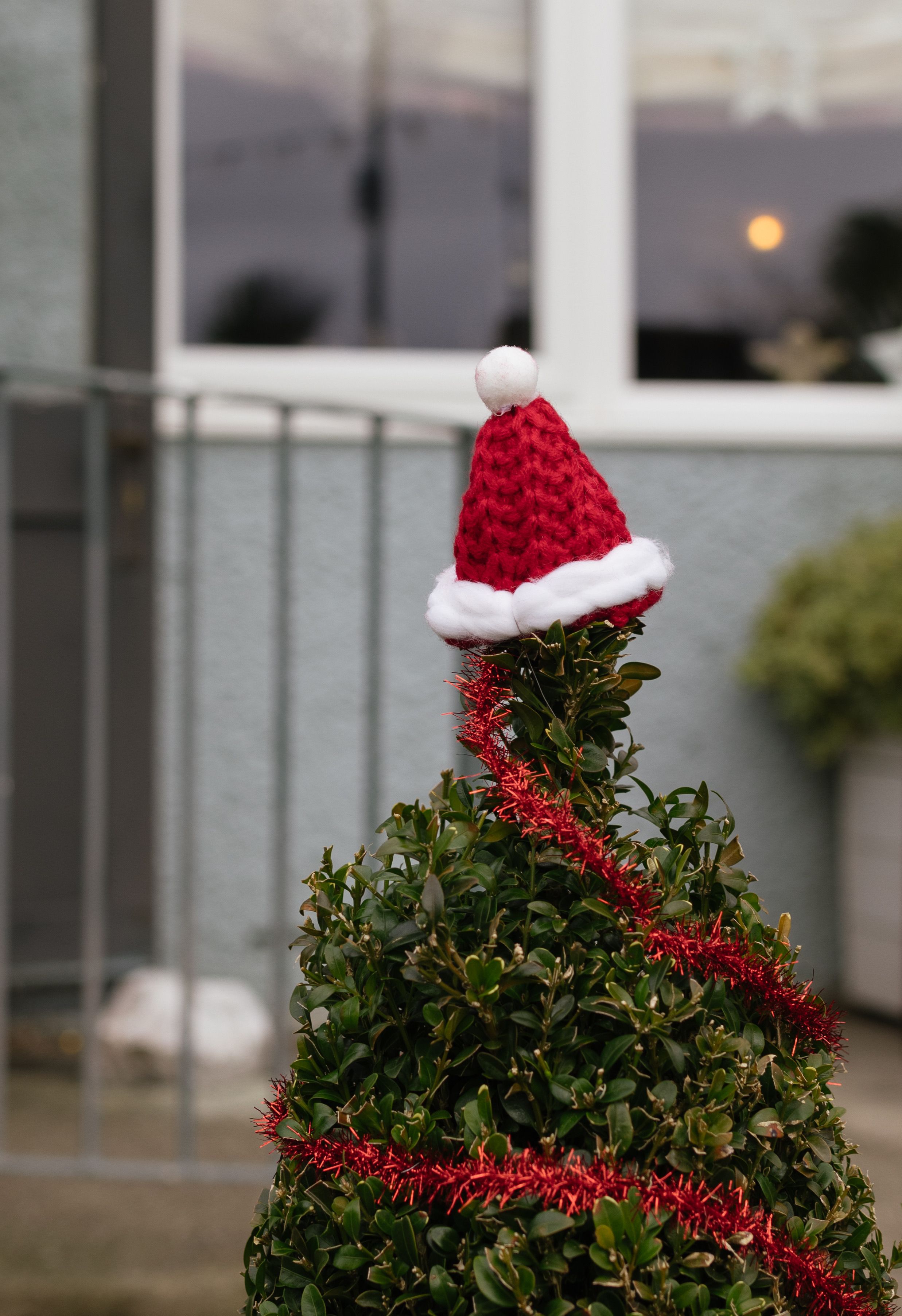 Santa Hat on a Tree · Free Stock Photo
