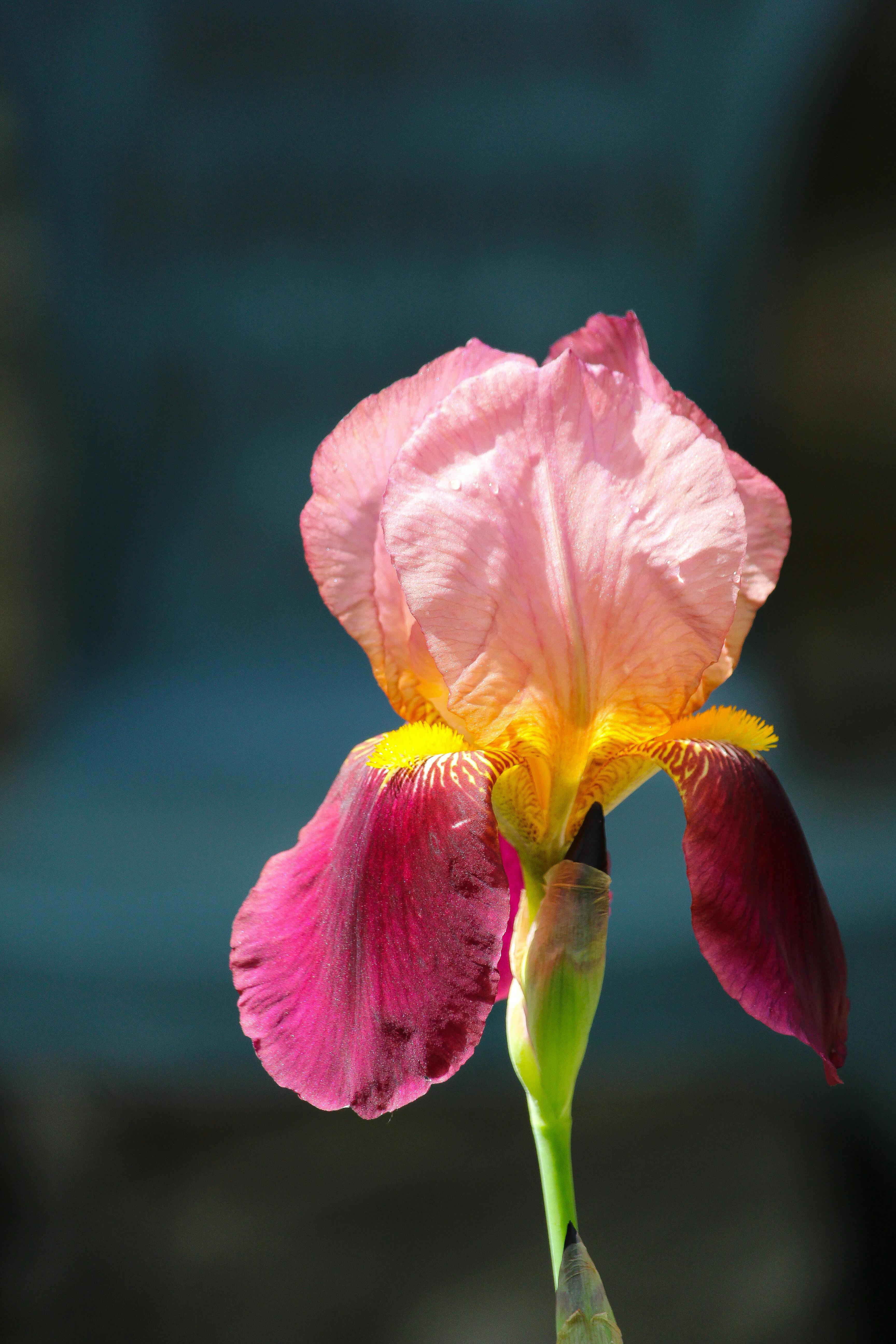 Pink Iris Flower · Free Stock Photo