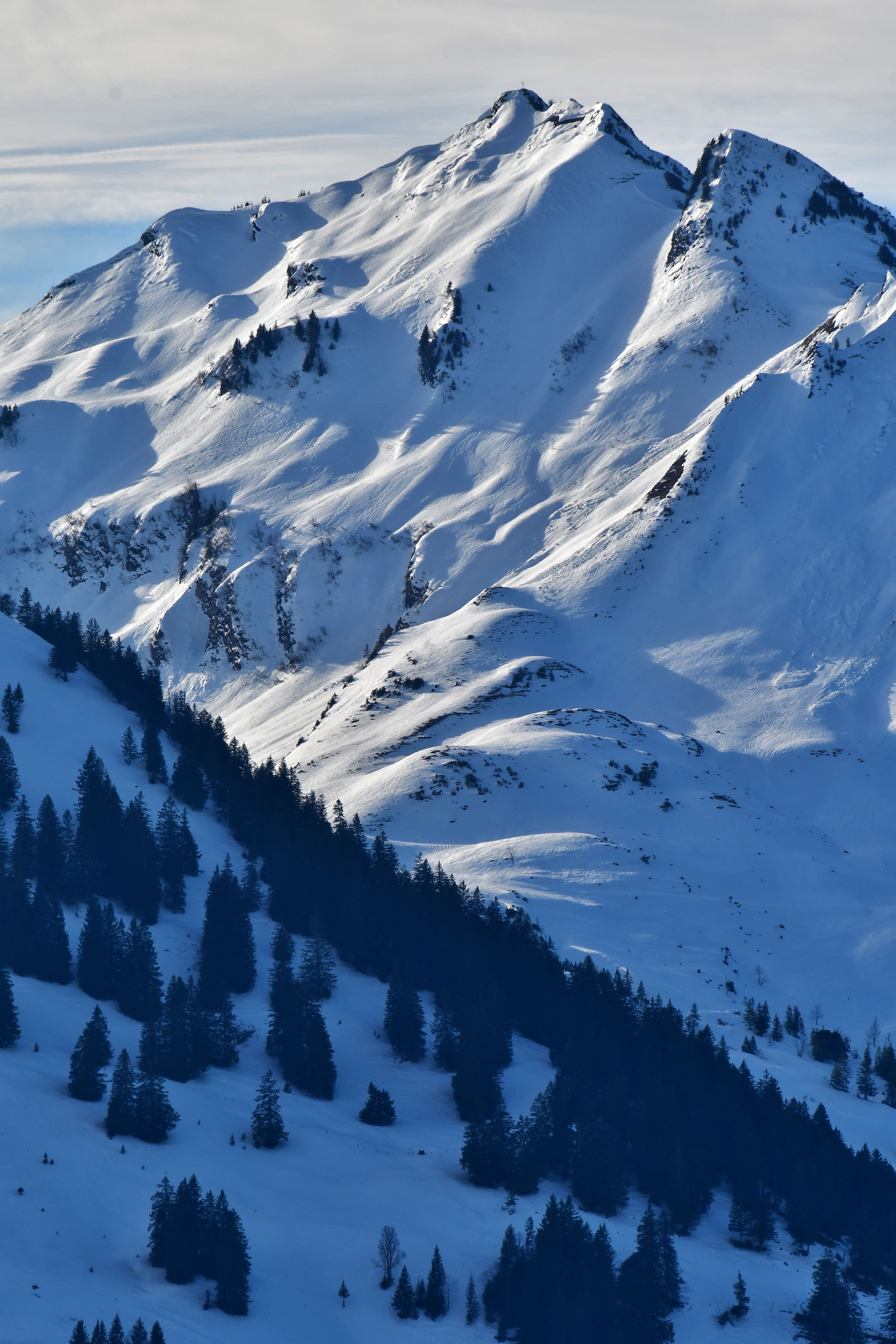 Conifer Forest on Snowed Slope · Free Stock Photo