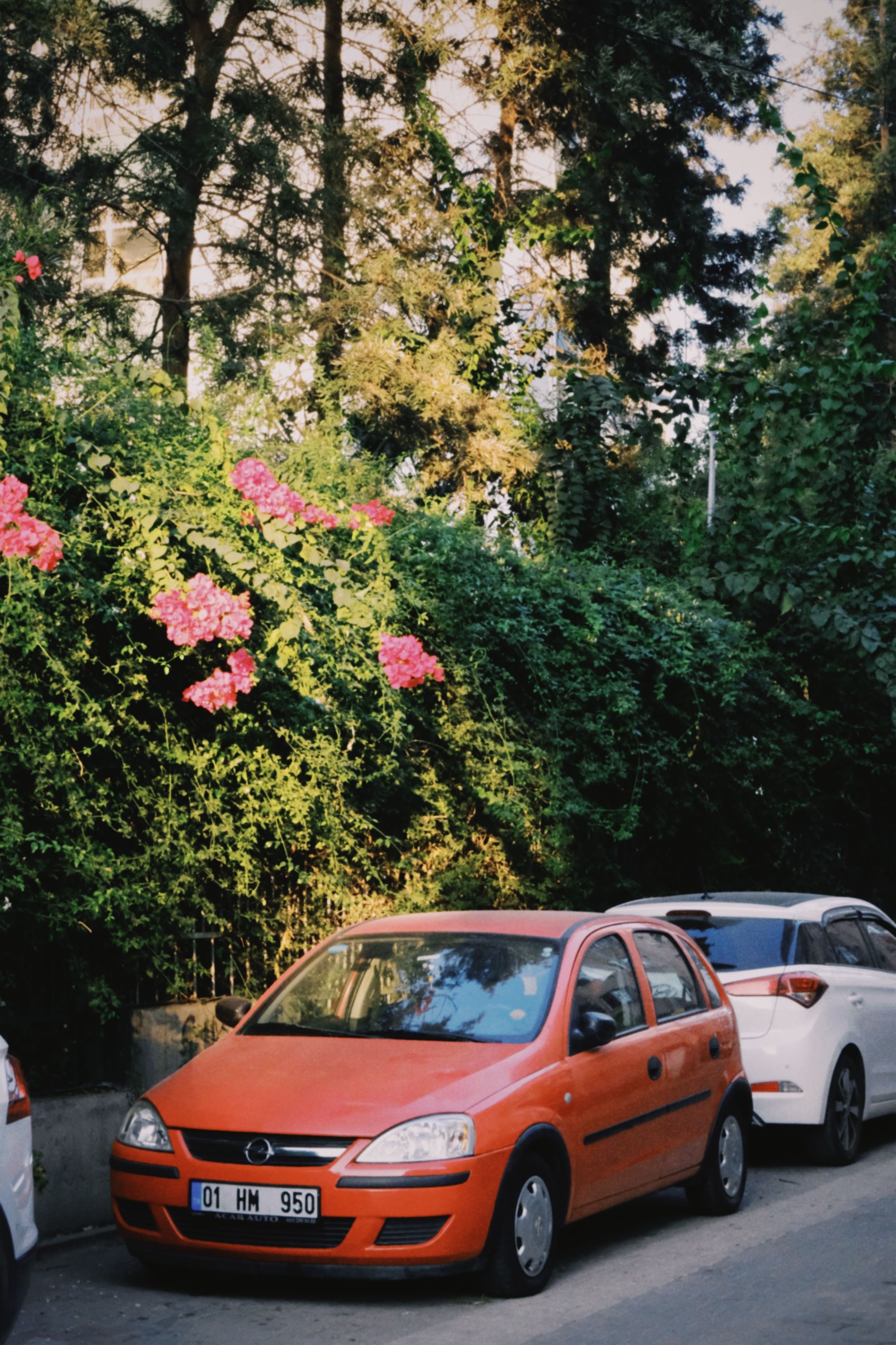 Cars Parked along a Fence with Blossoming Bushes behind · Free Stock Photo