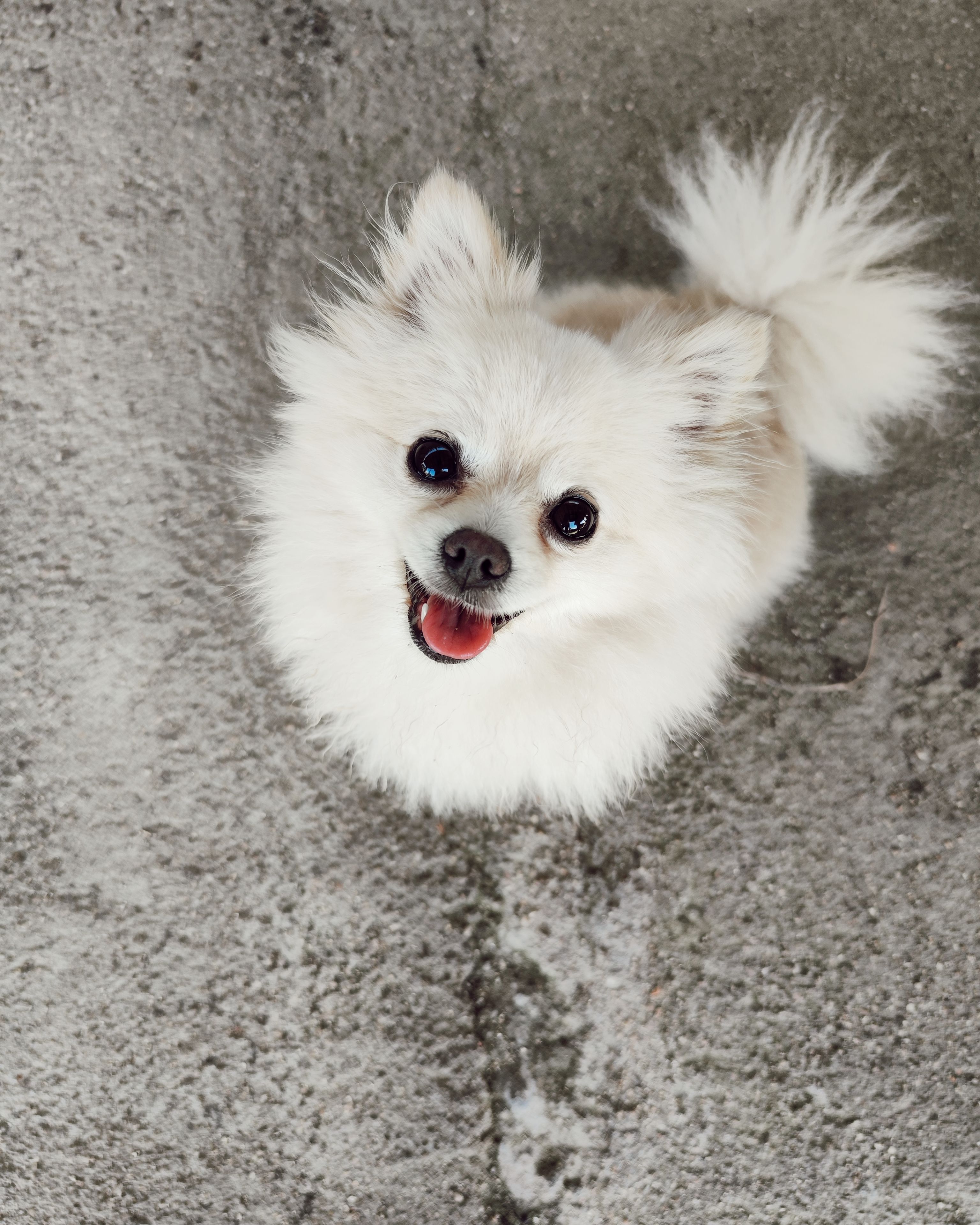 pet · Free Stock Photo
