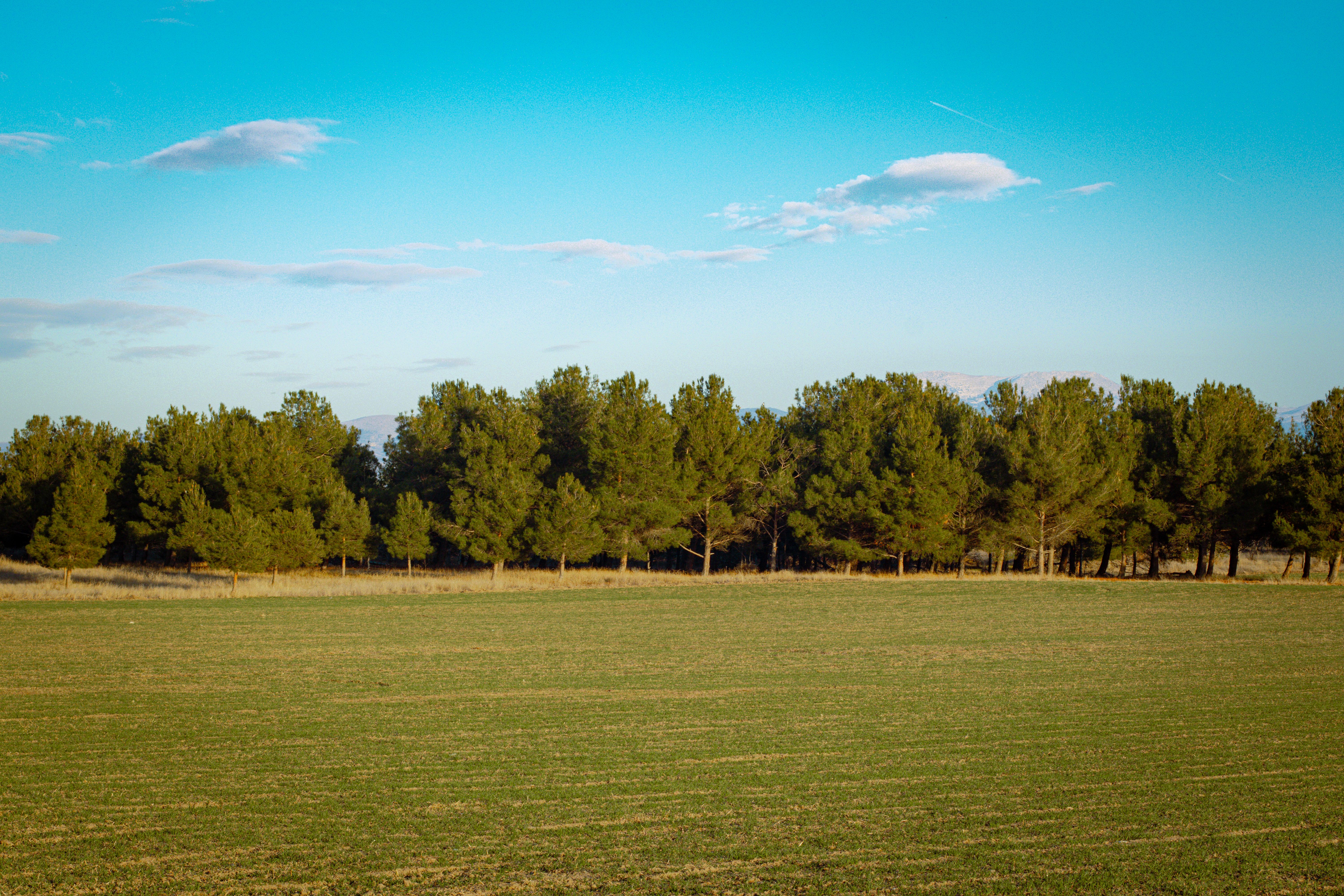 Coniferous Trees on the Edge of a Sown Field · Free Stock Photo