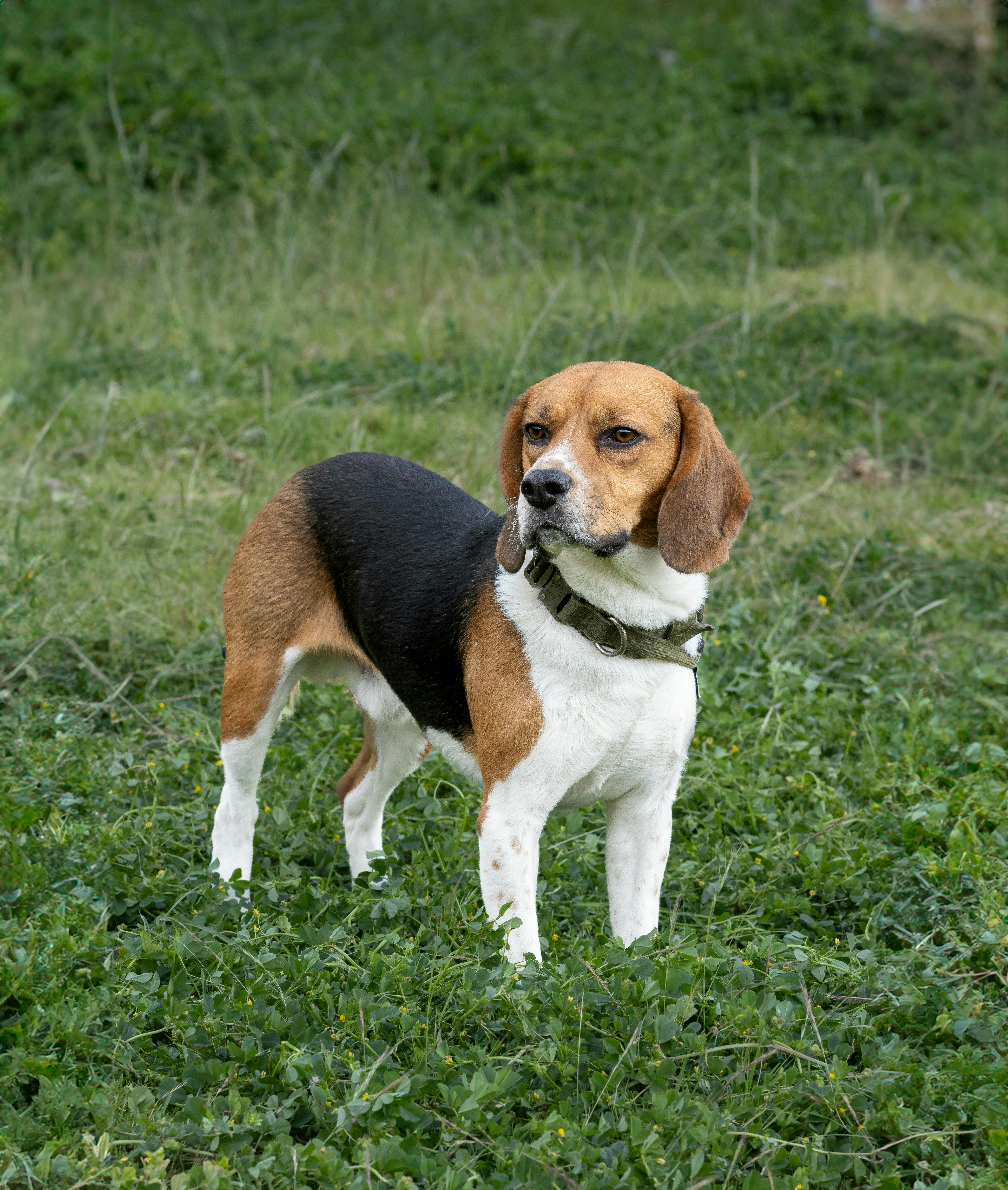 A Beagle Standing on Green Grass · Free Stock Photo