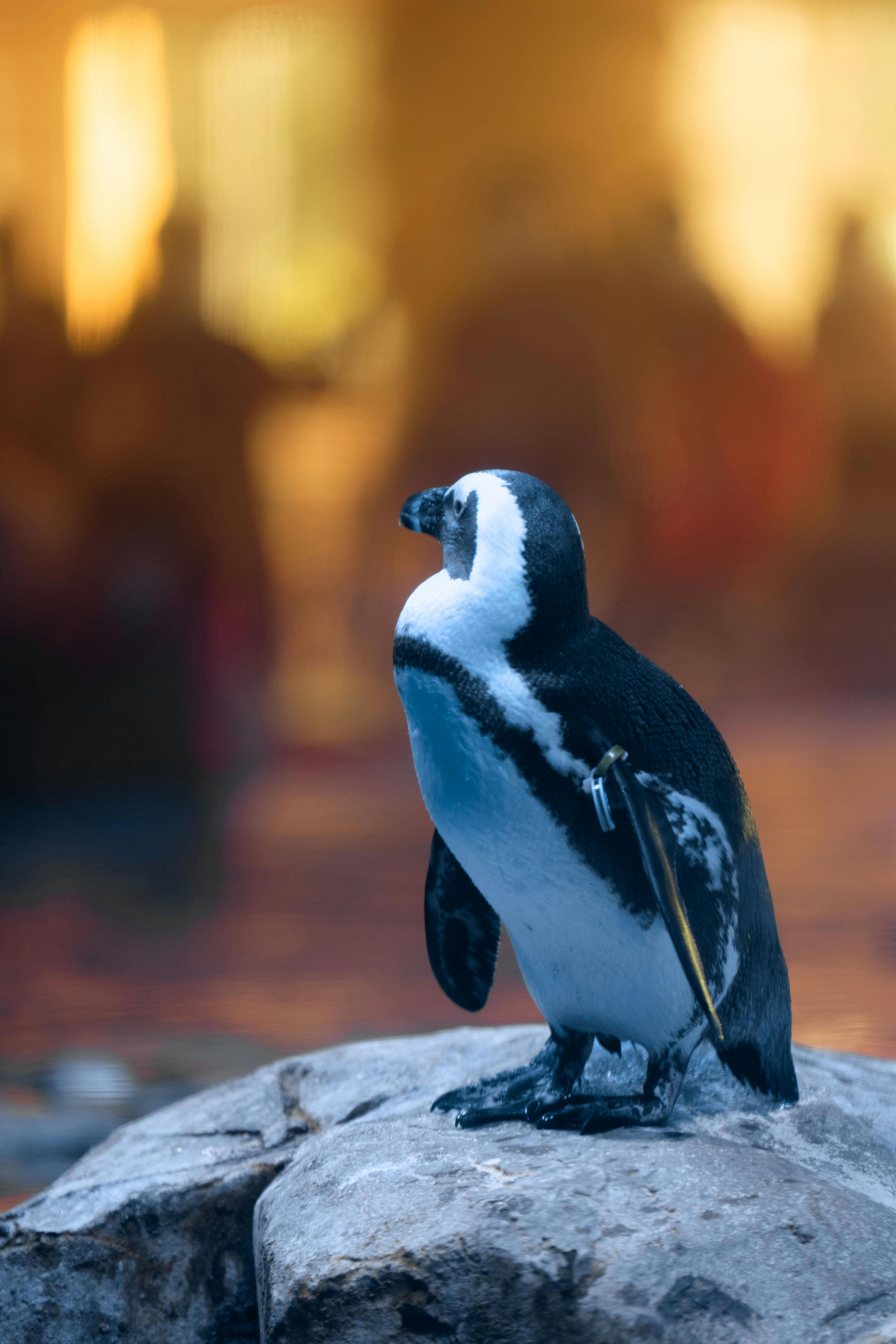 400+ beste Pinguin foto's · 100% gratis downloaden · Pexels-stockfoto's