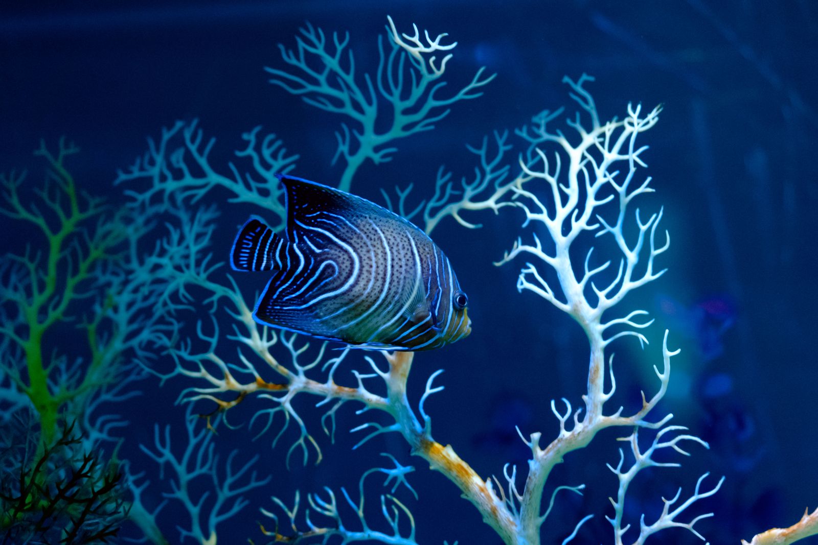 Angel Fish Photos, Download The BEST Free Angel Fish Stock Photos & HD ...