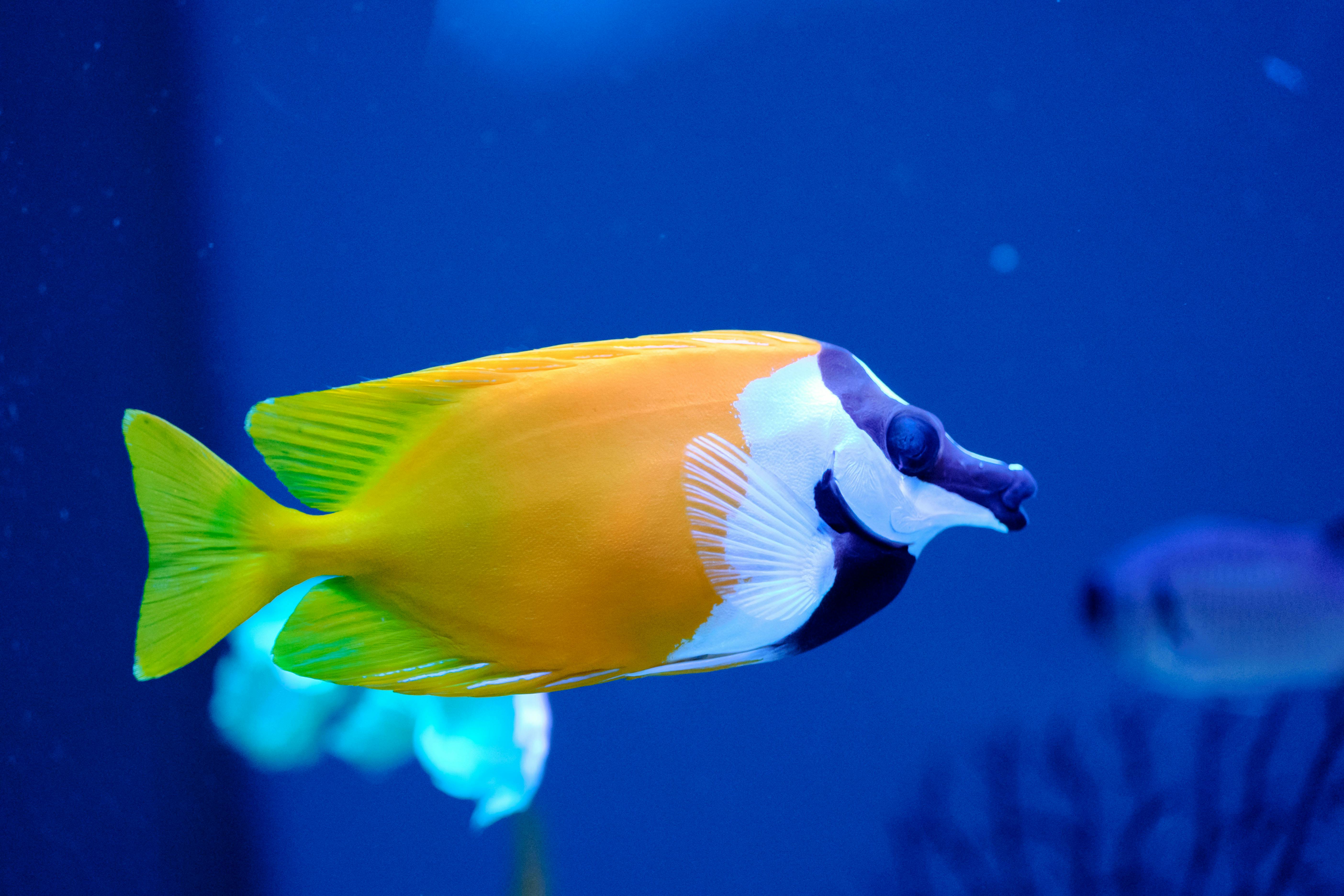 Foxface Rabbitfish in Aquarium · Free Stock Photo