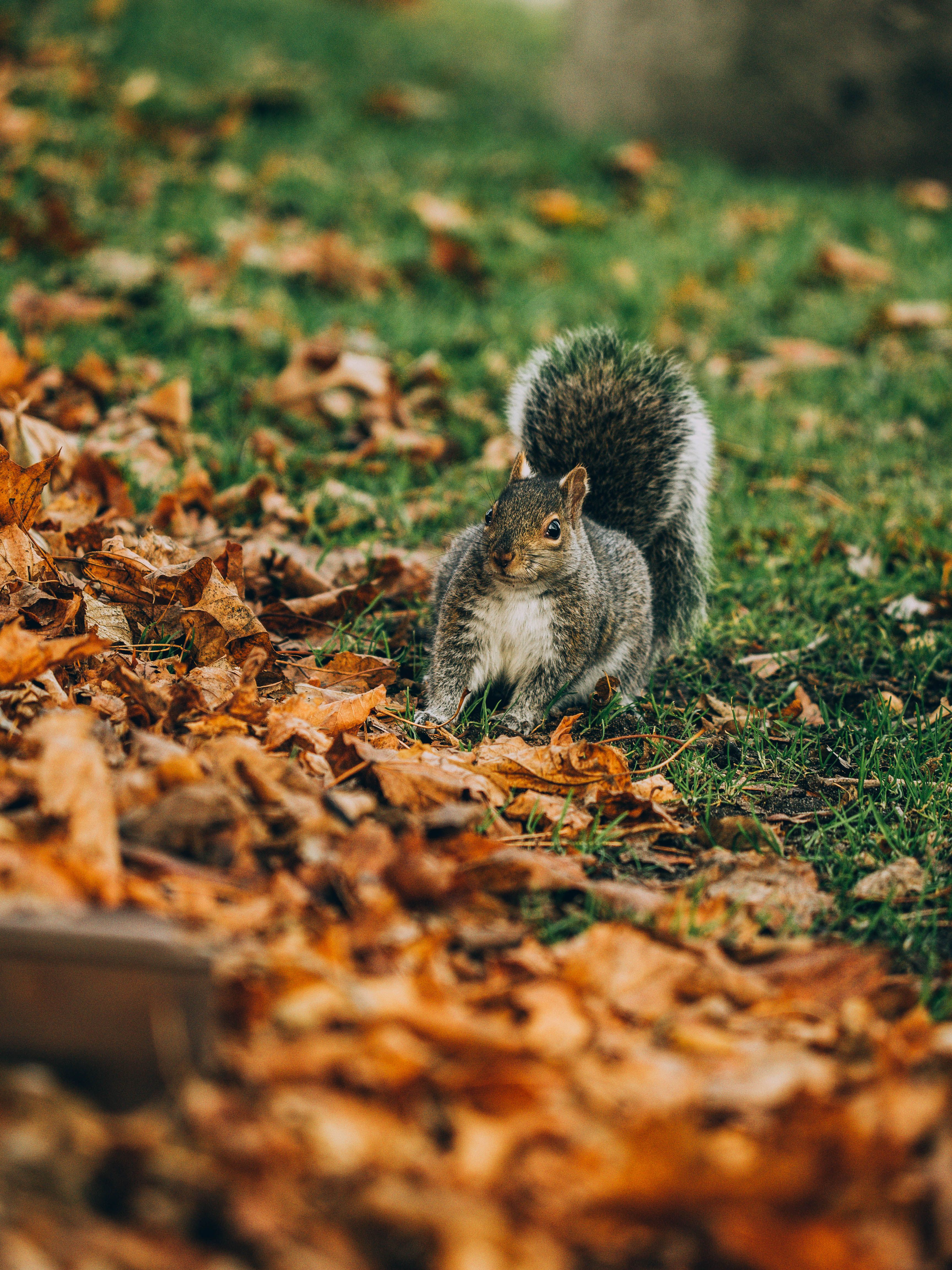 Gray Squirrel · Free Stock Photo