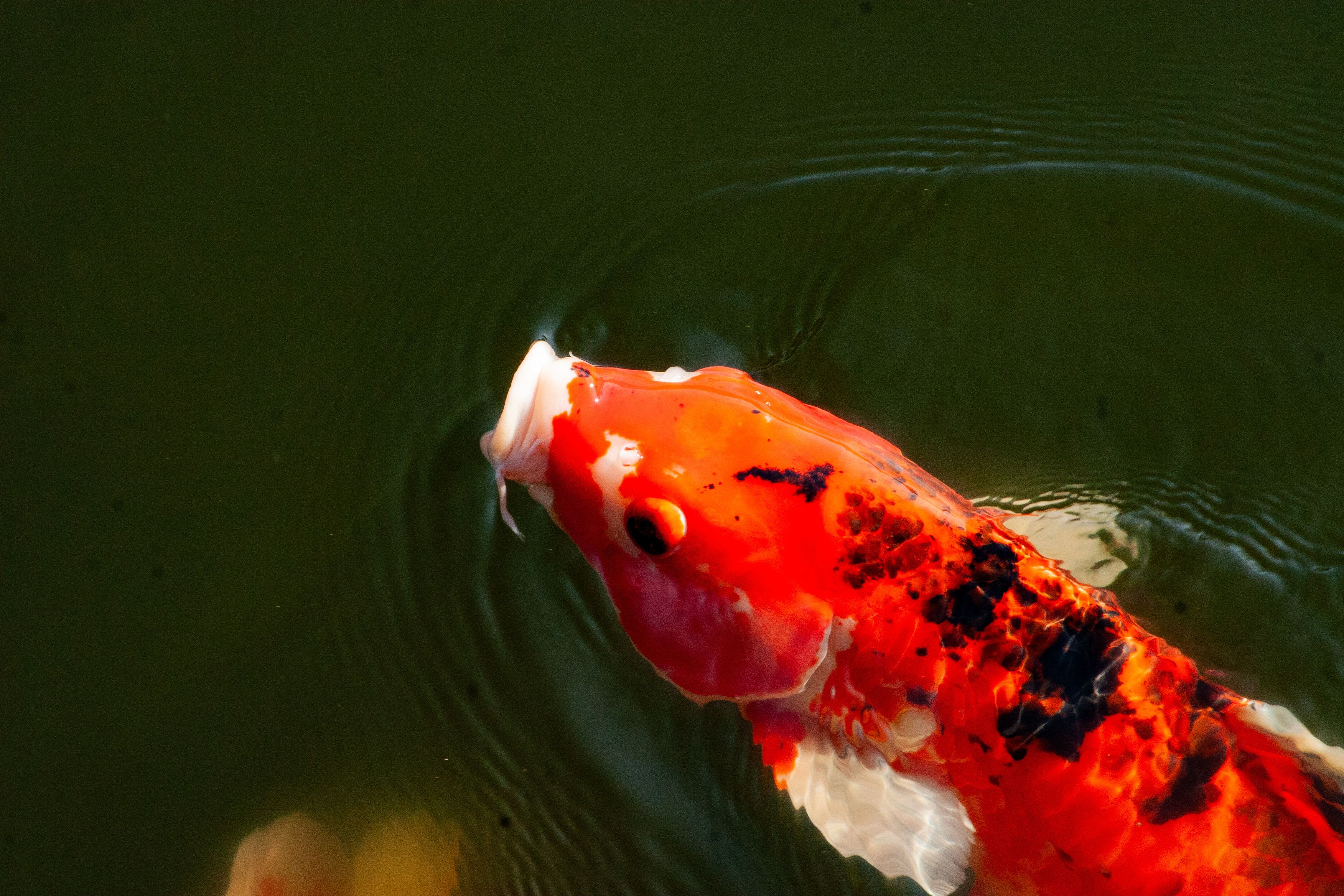 Nishikigoi Orange Fish in Overhead View · Free Stock Photo