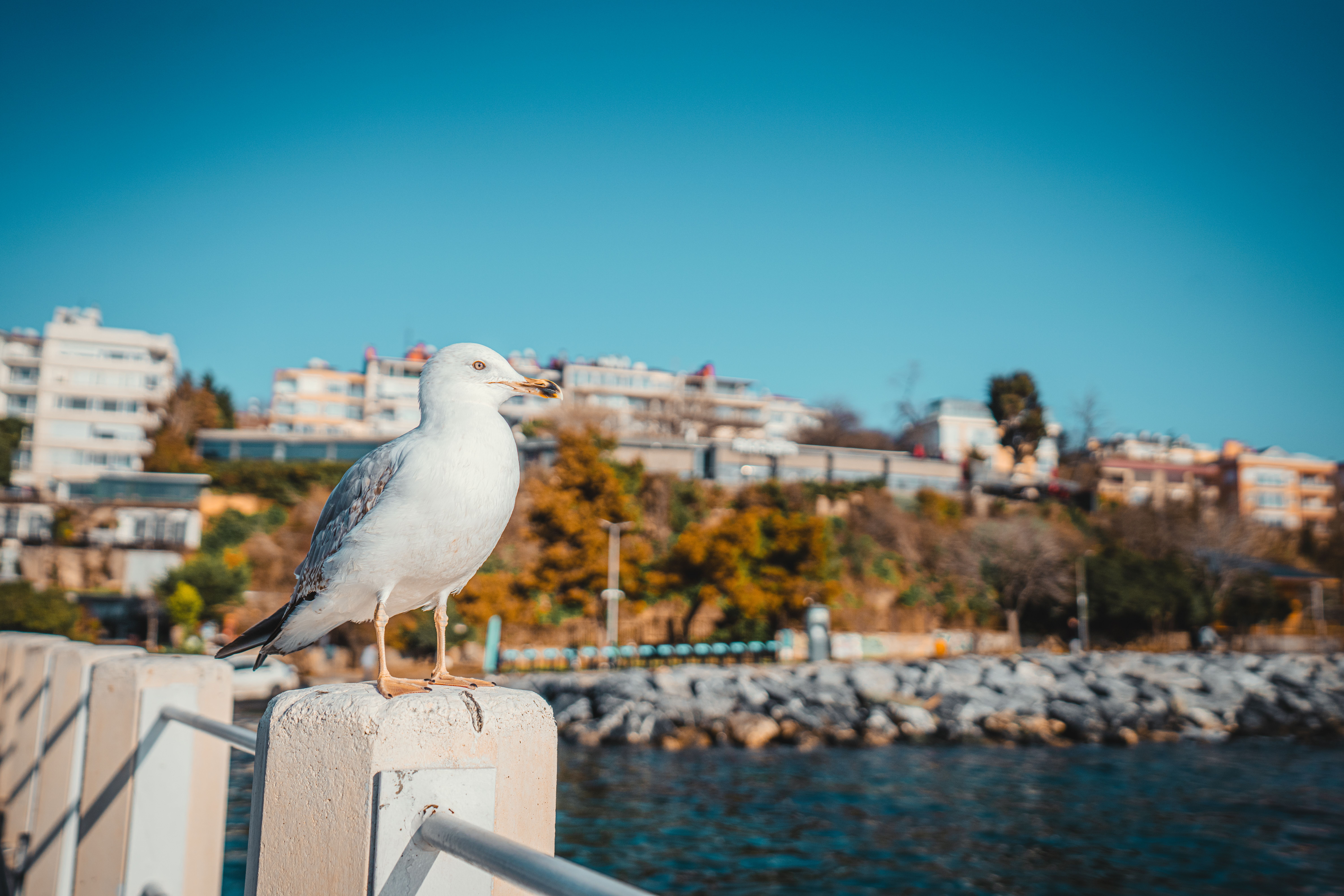 Seagull Perching in Seaside · Free Stock Photo