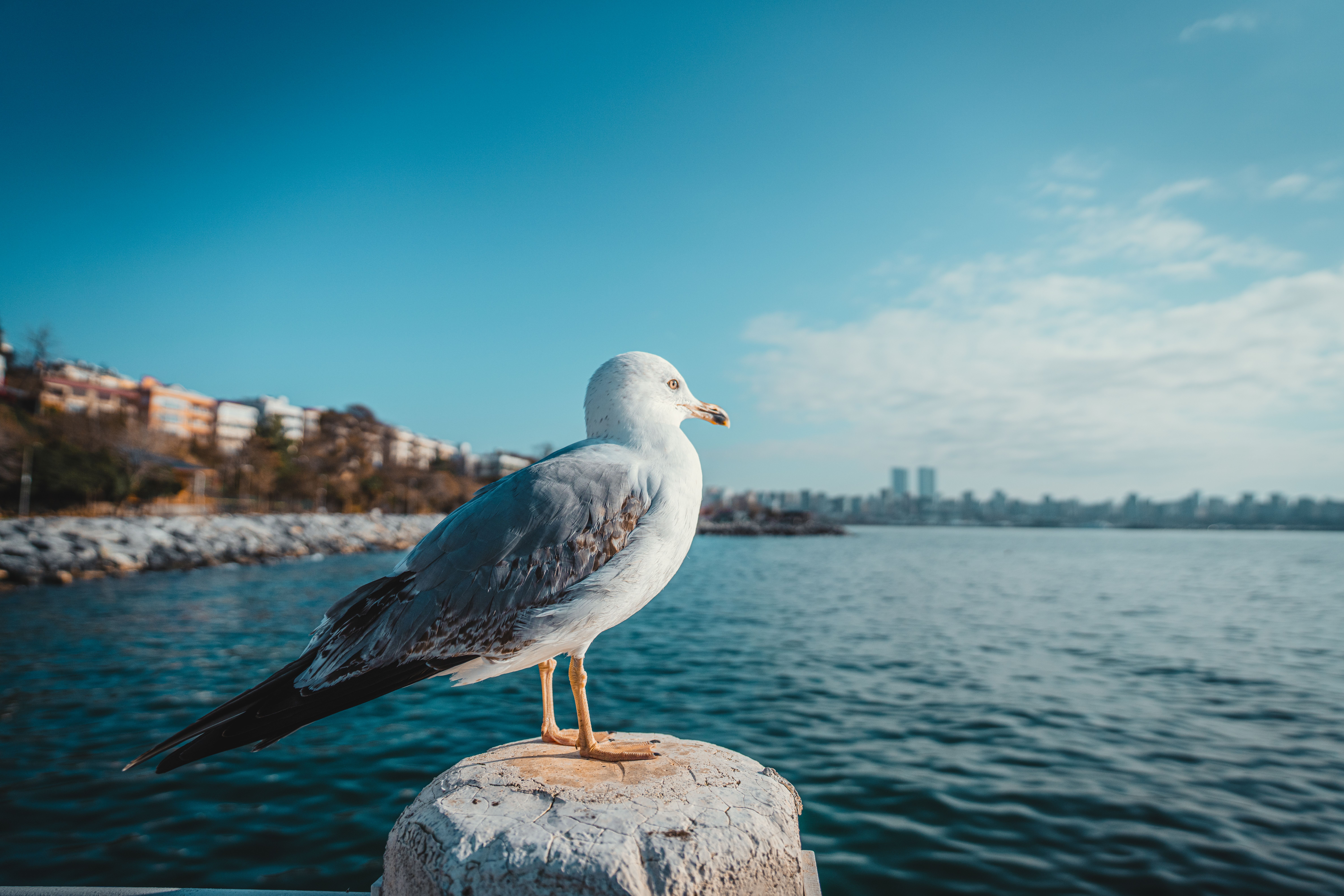 Seagull Perching in Seaside · Free Stock Photo