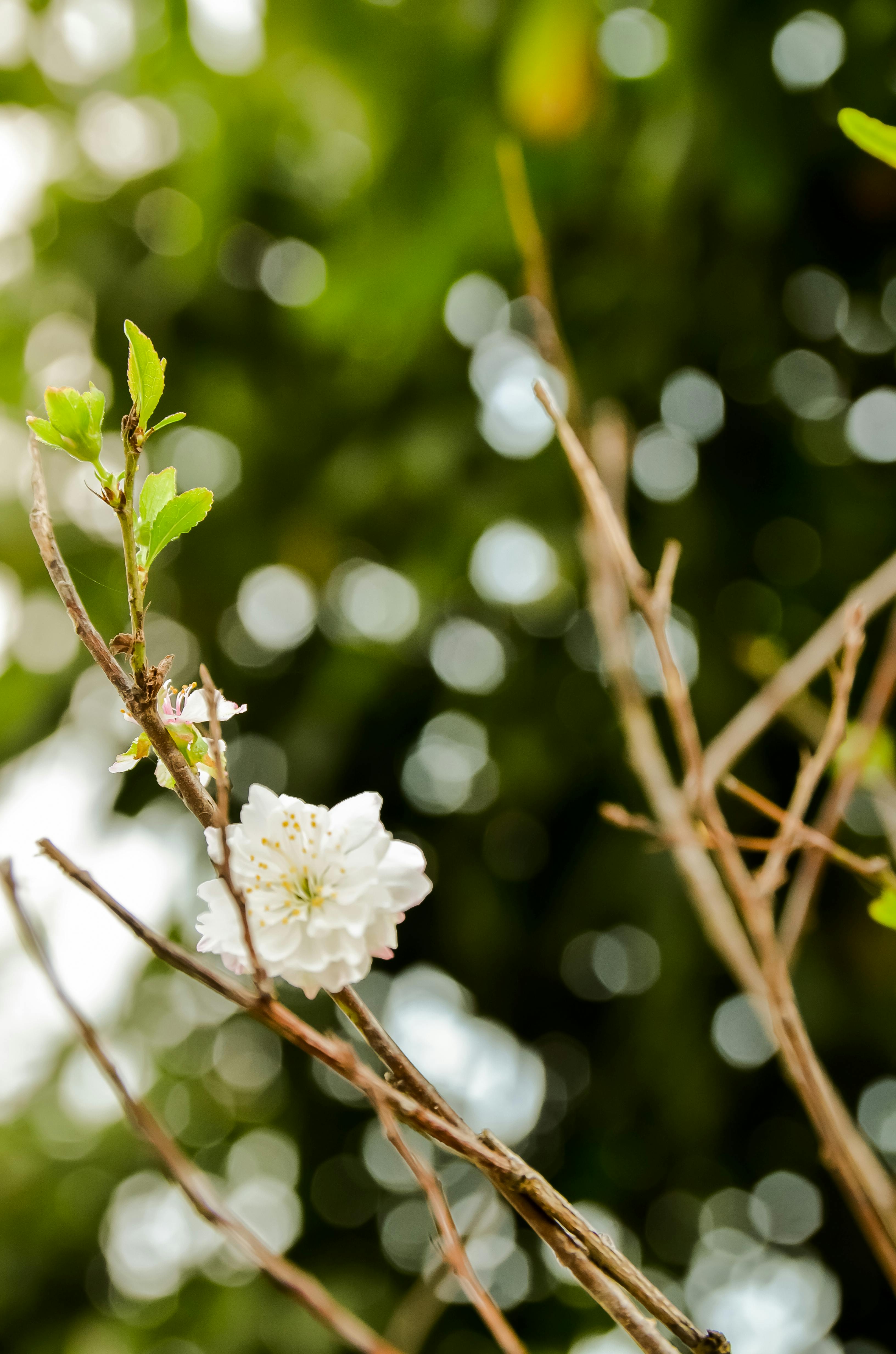 Nature Spring Photos, Download The BEST Free Nature Spring Stock Photos ...