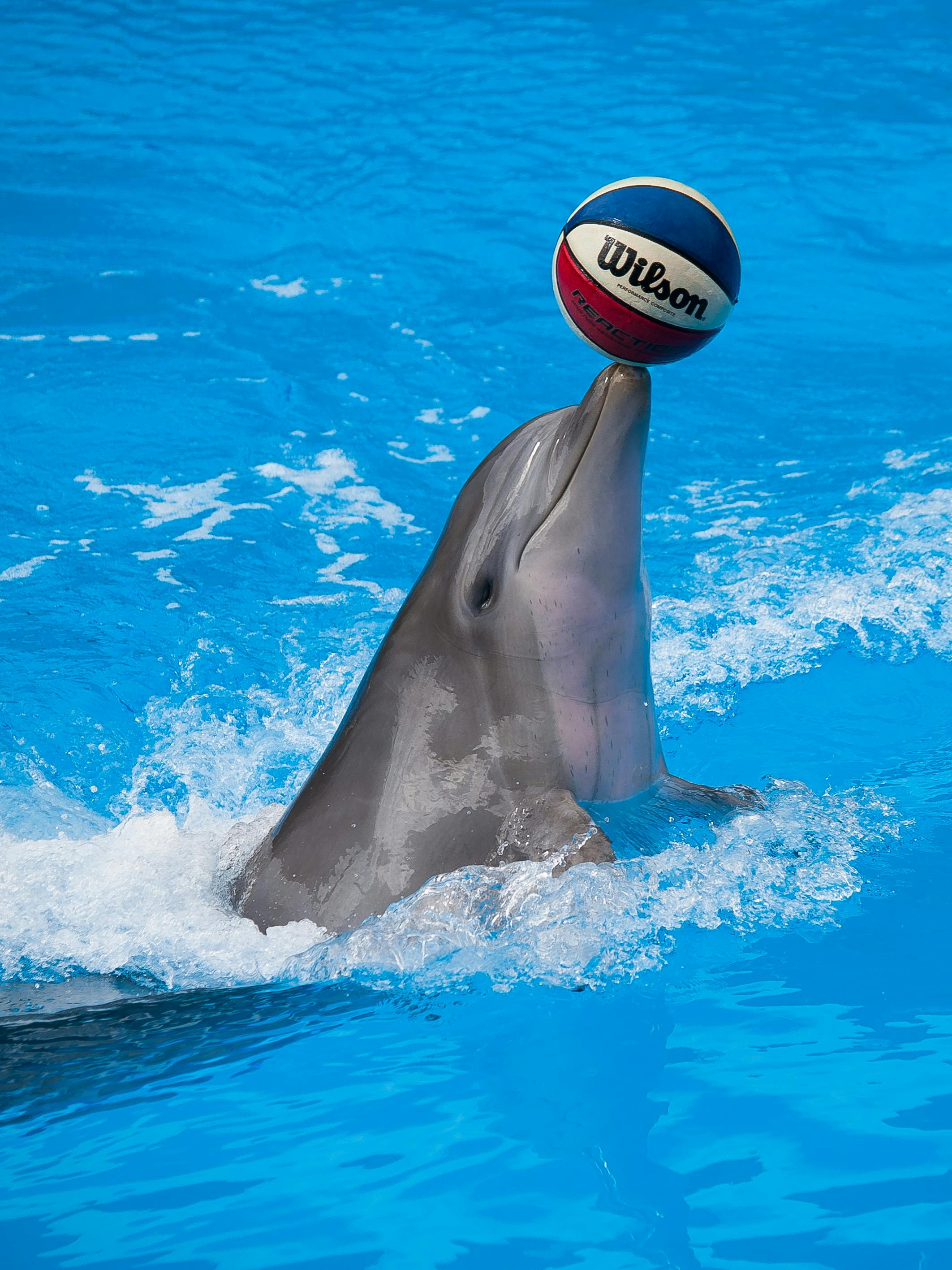 Dolphin Playing with a Ball in a Blue Water · Free Stock Photo