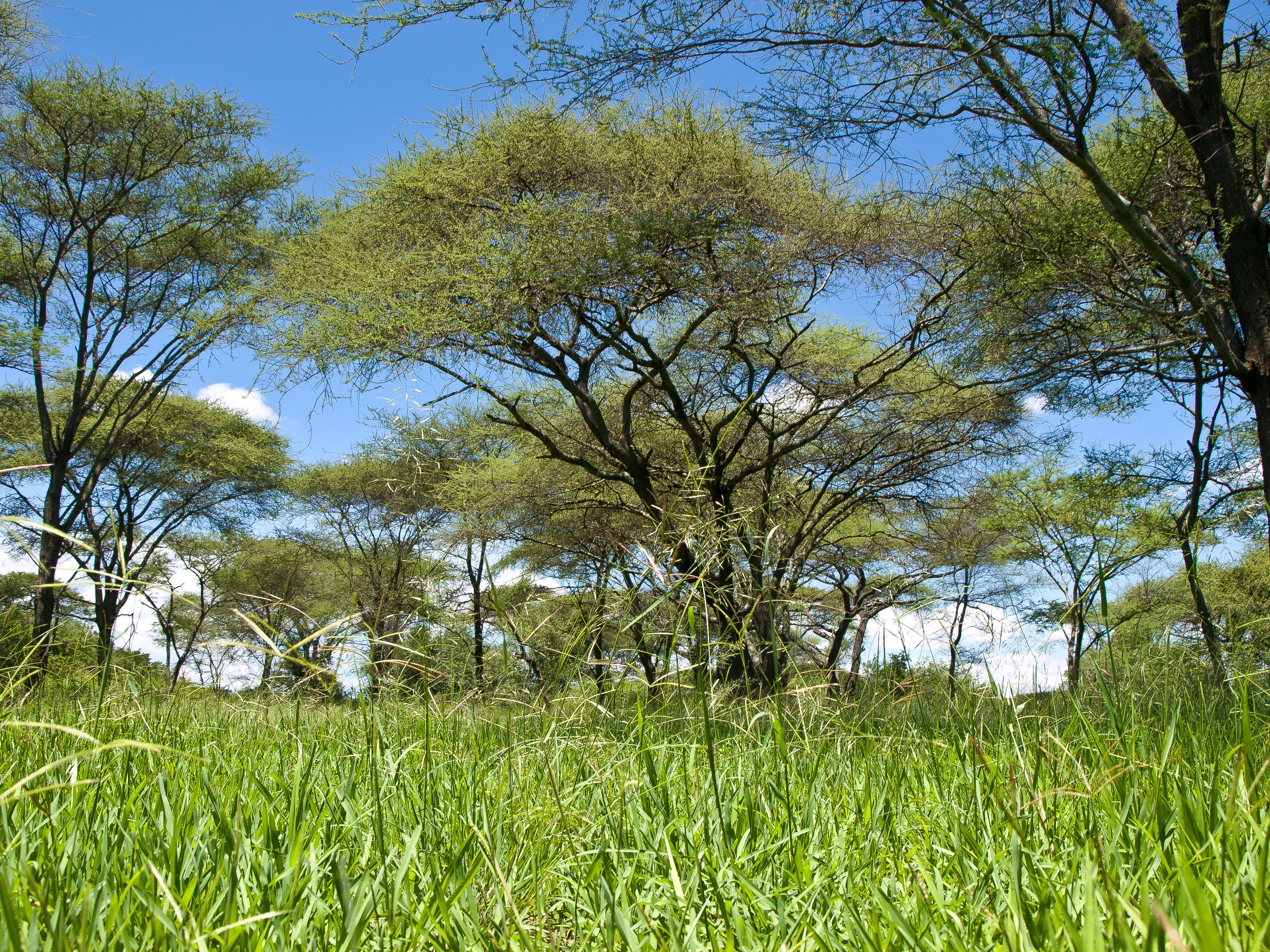 Acacia Trees in Tanzania · Free Stock Photo