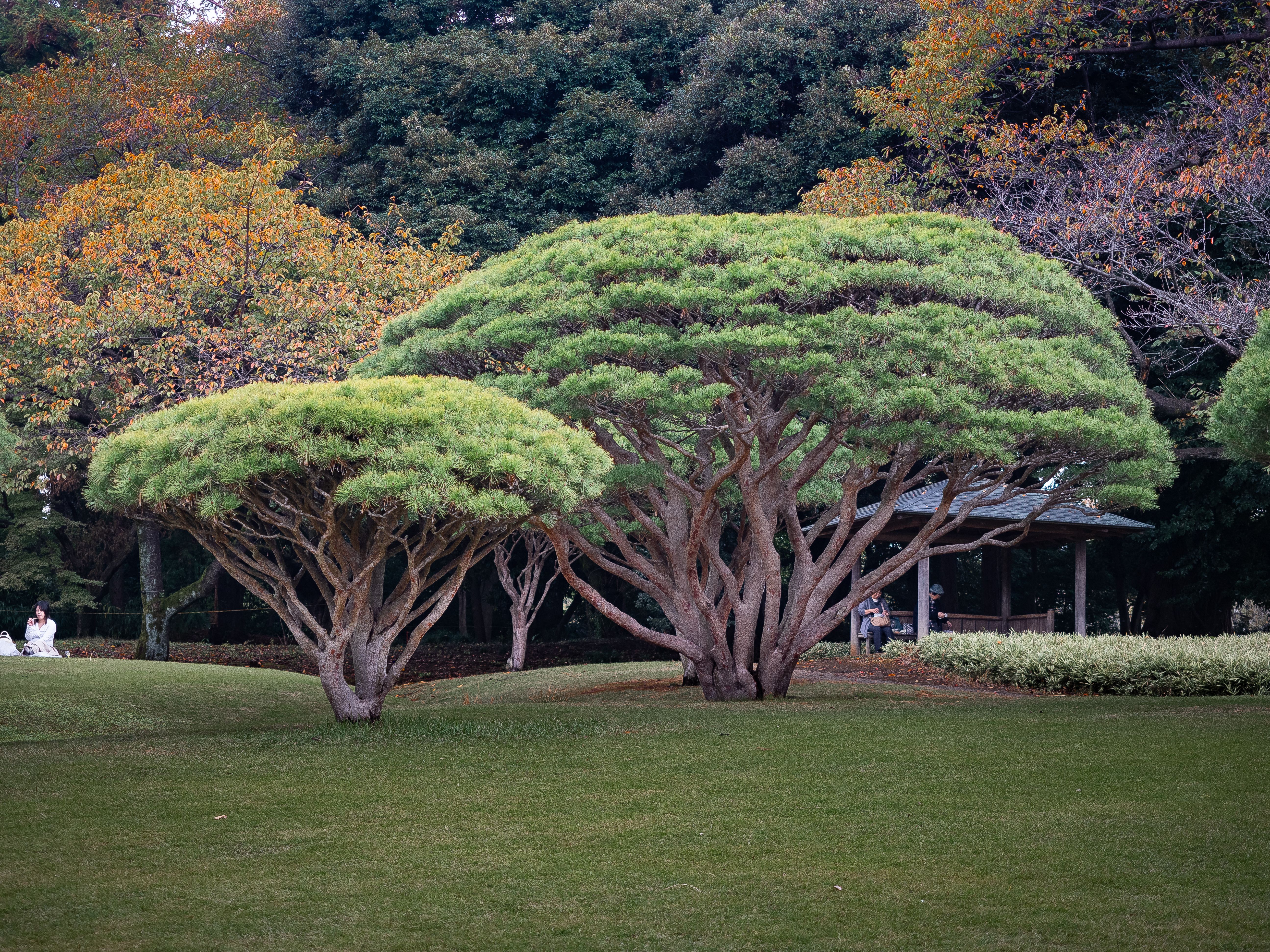 Stone Pines in Garden in Tokyo, Japan · Free Stock Photo