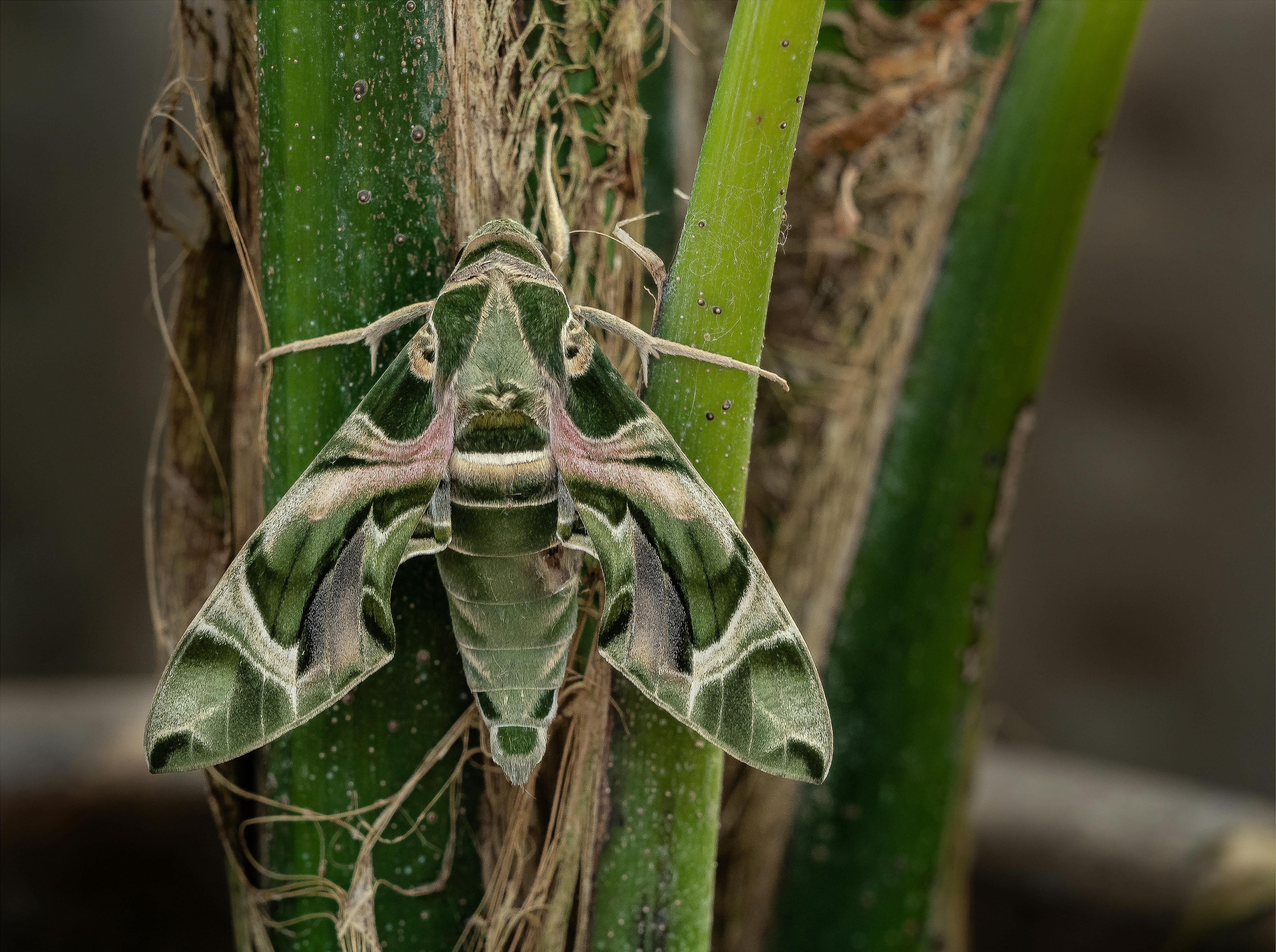 Oleander Hawk-Moth Perching on a Plant · Free Stock Photo