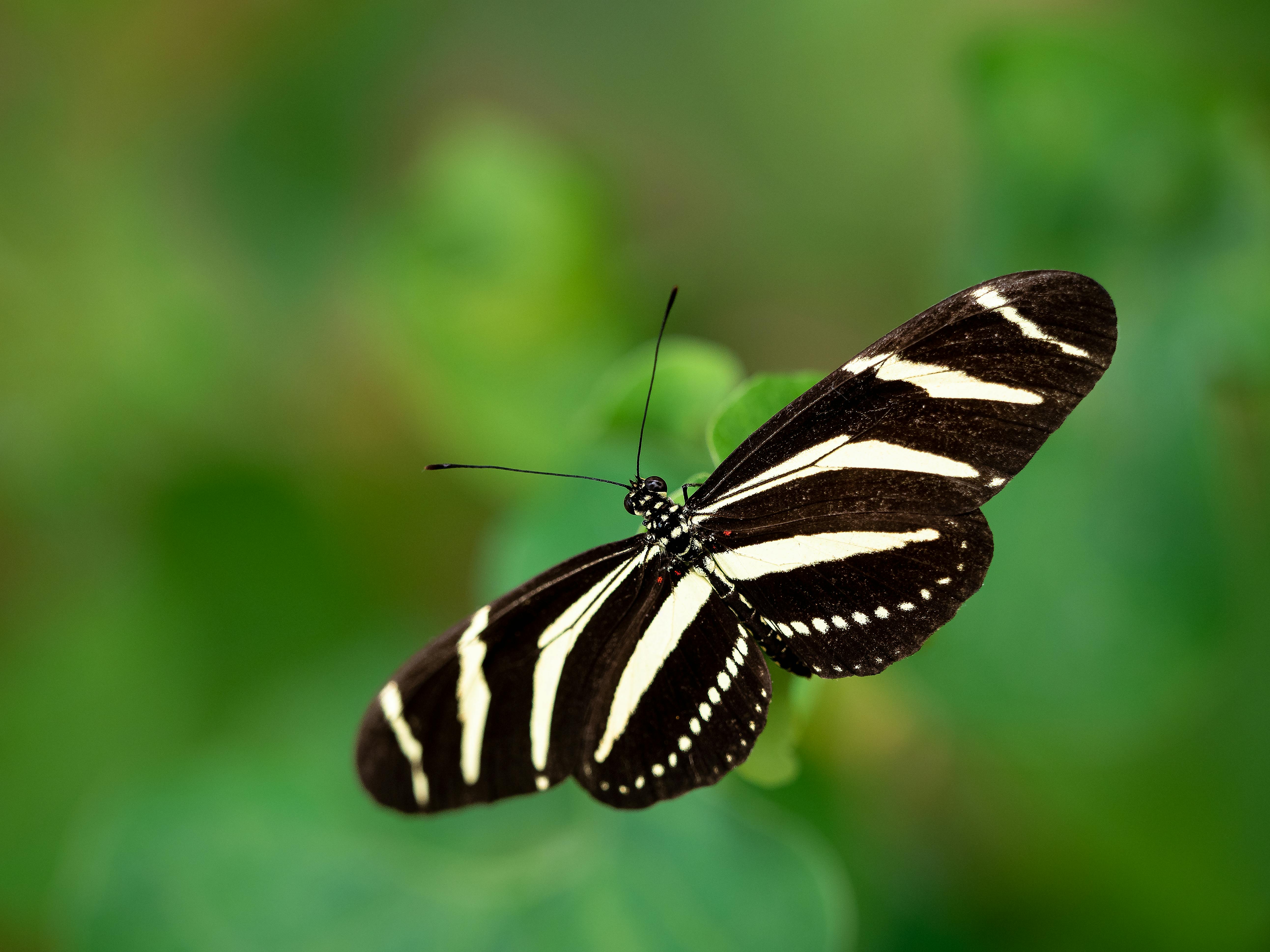 Foto de stock gratuita sobre ala larga de cebra, alas de gasa, alas de ...