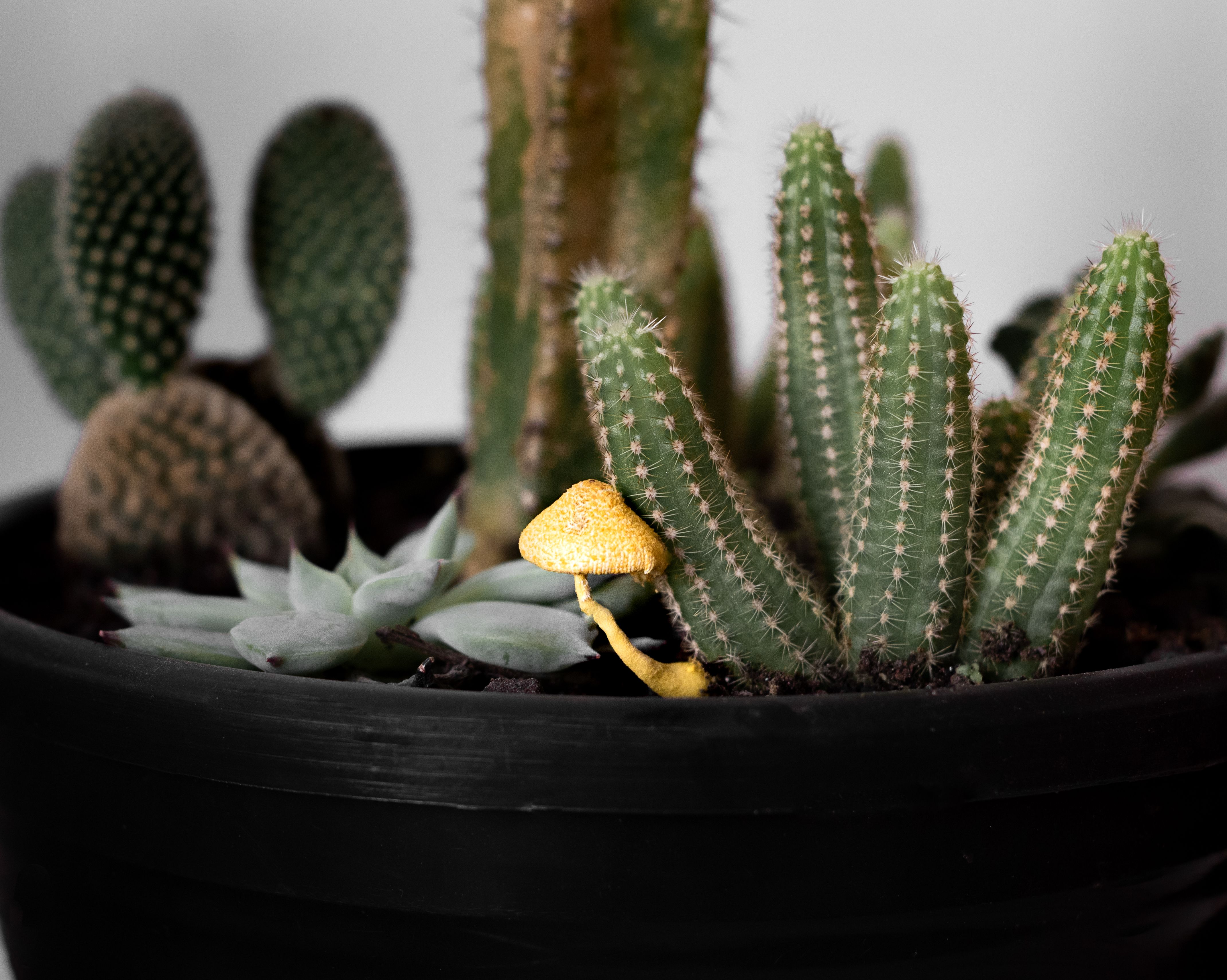 Single Mushroom and Various Succulents Growing in a Large Flower Pot ...