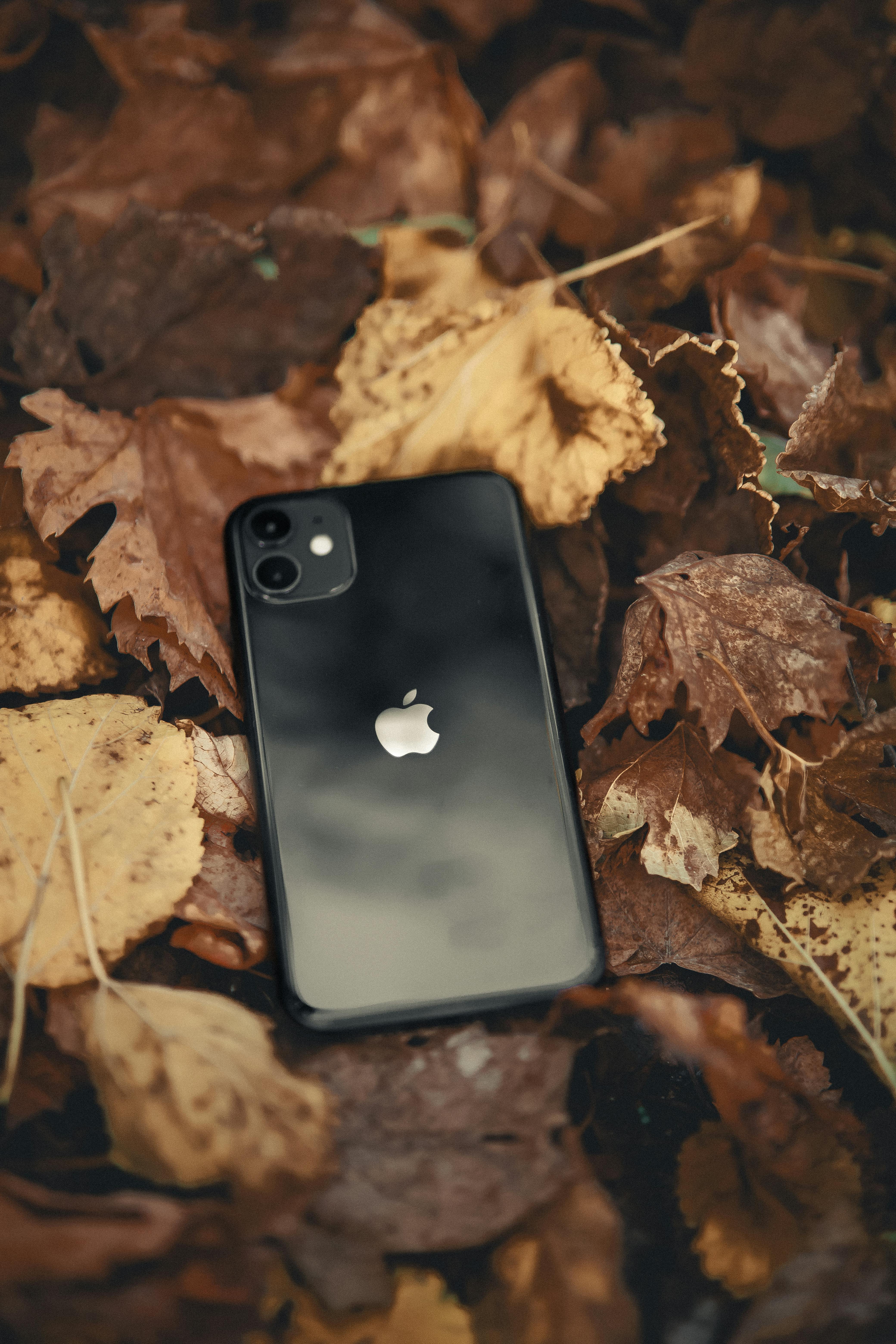 Close-up of an Iphone Lying on Autumnal Leaves · Free Stock Photo