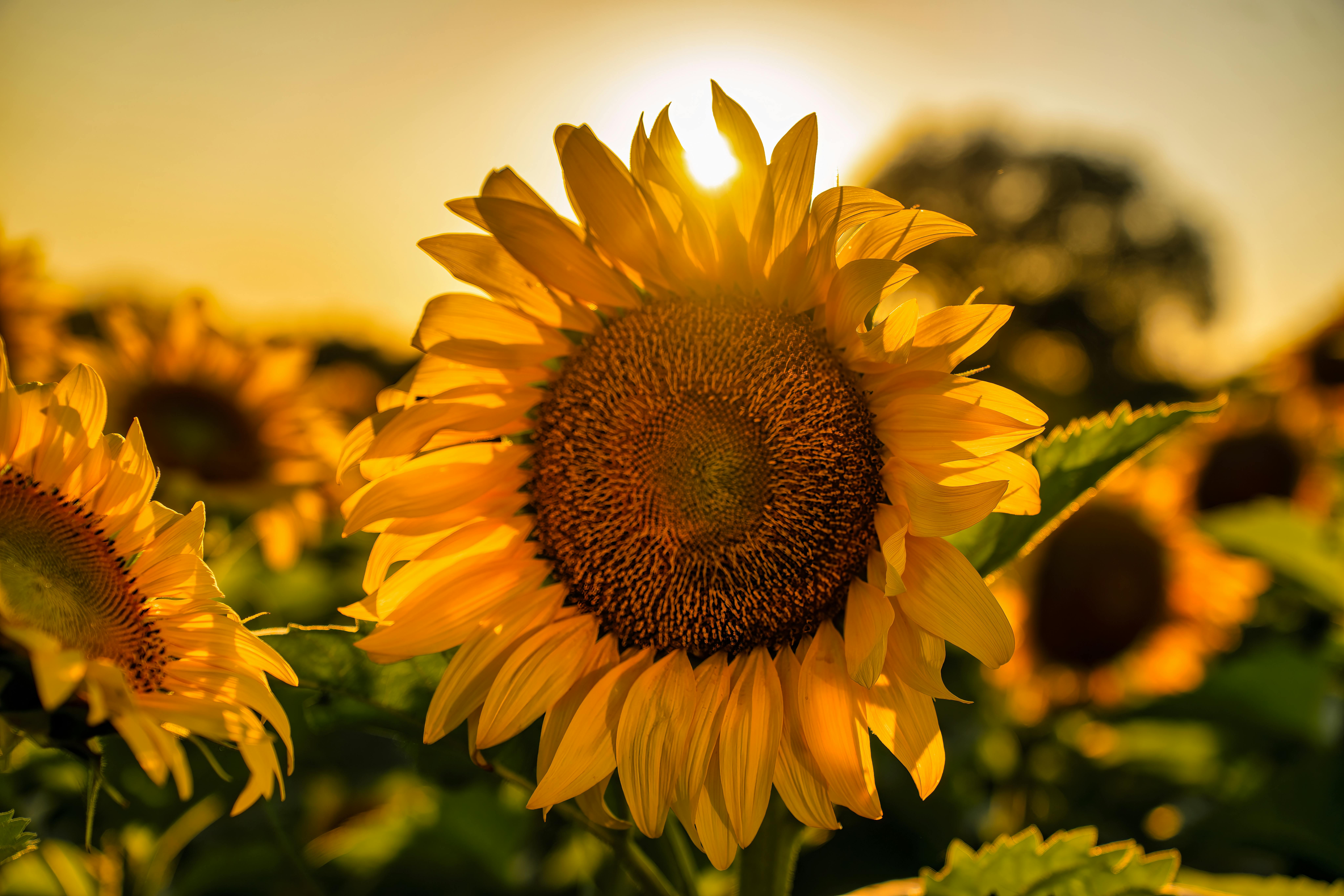 Sunflower · Free Stock Photo