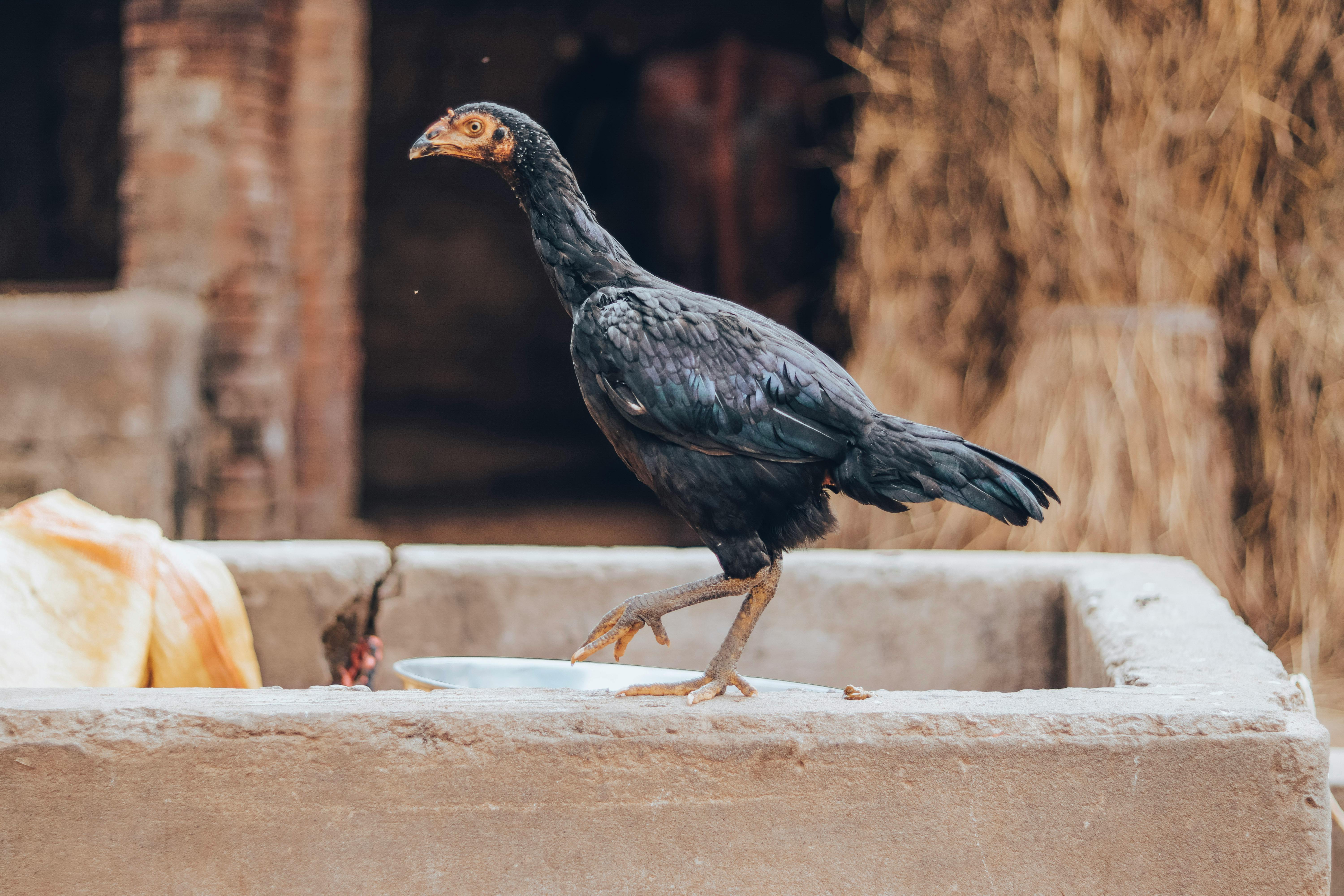 Black Shamo Chicken Walking on an Edge · Free Stock Photo