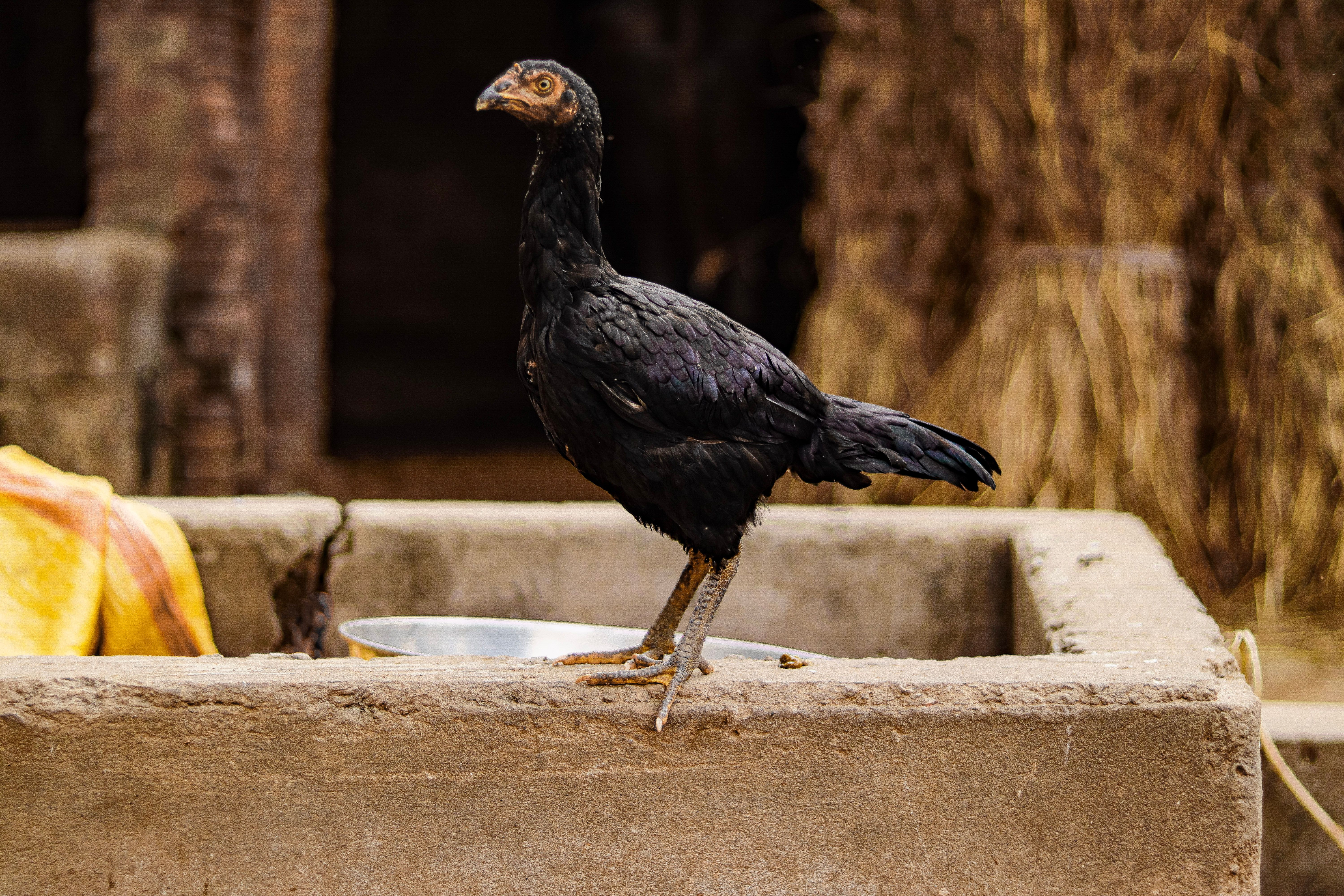 Asil Chicken Photos, Download The BEST Free Asil Chicken Stock Photos ...